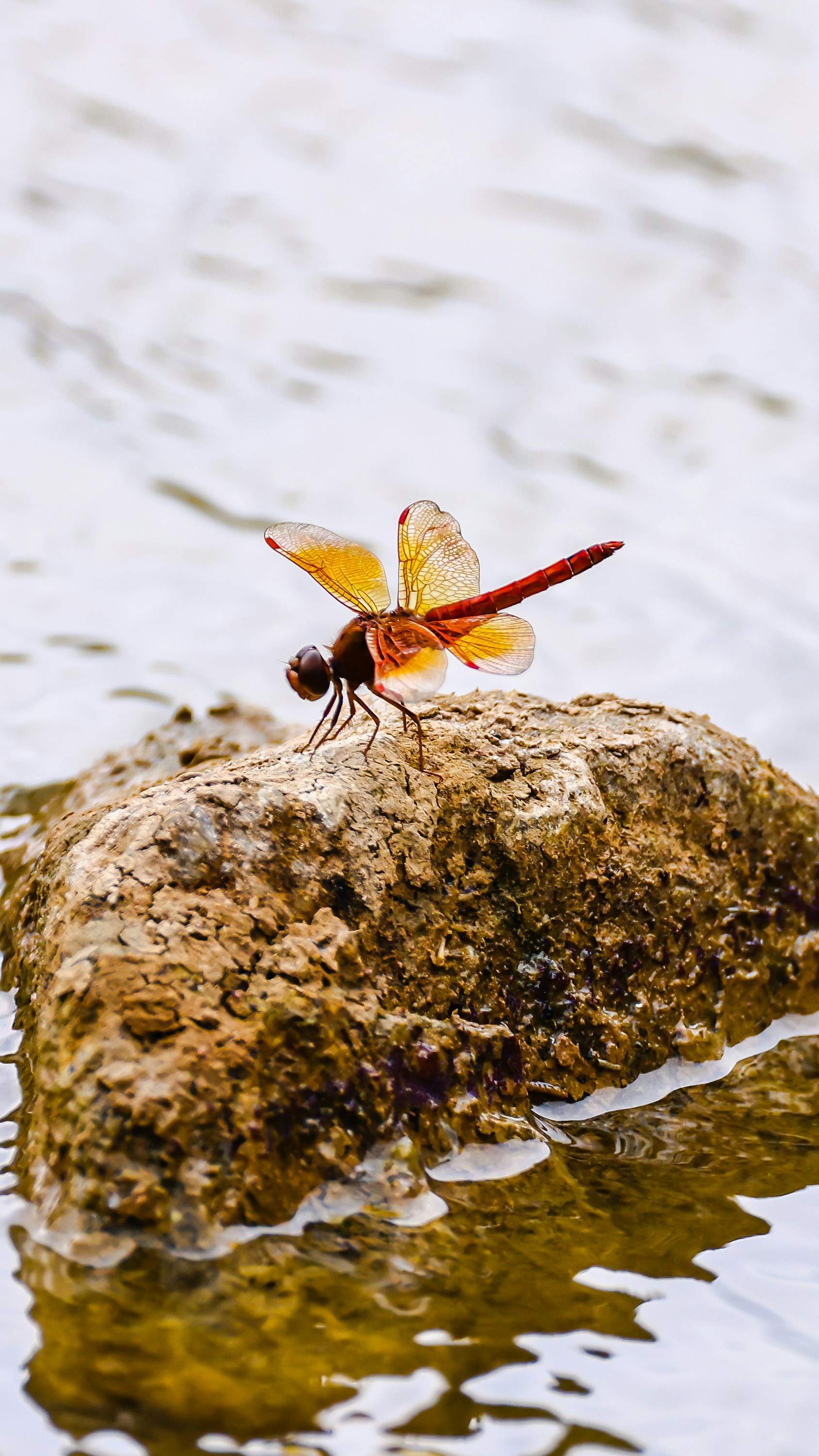 Dragonfly on a Wary Stone: A Moment of Coastal Bronze