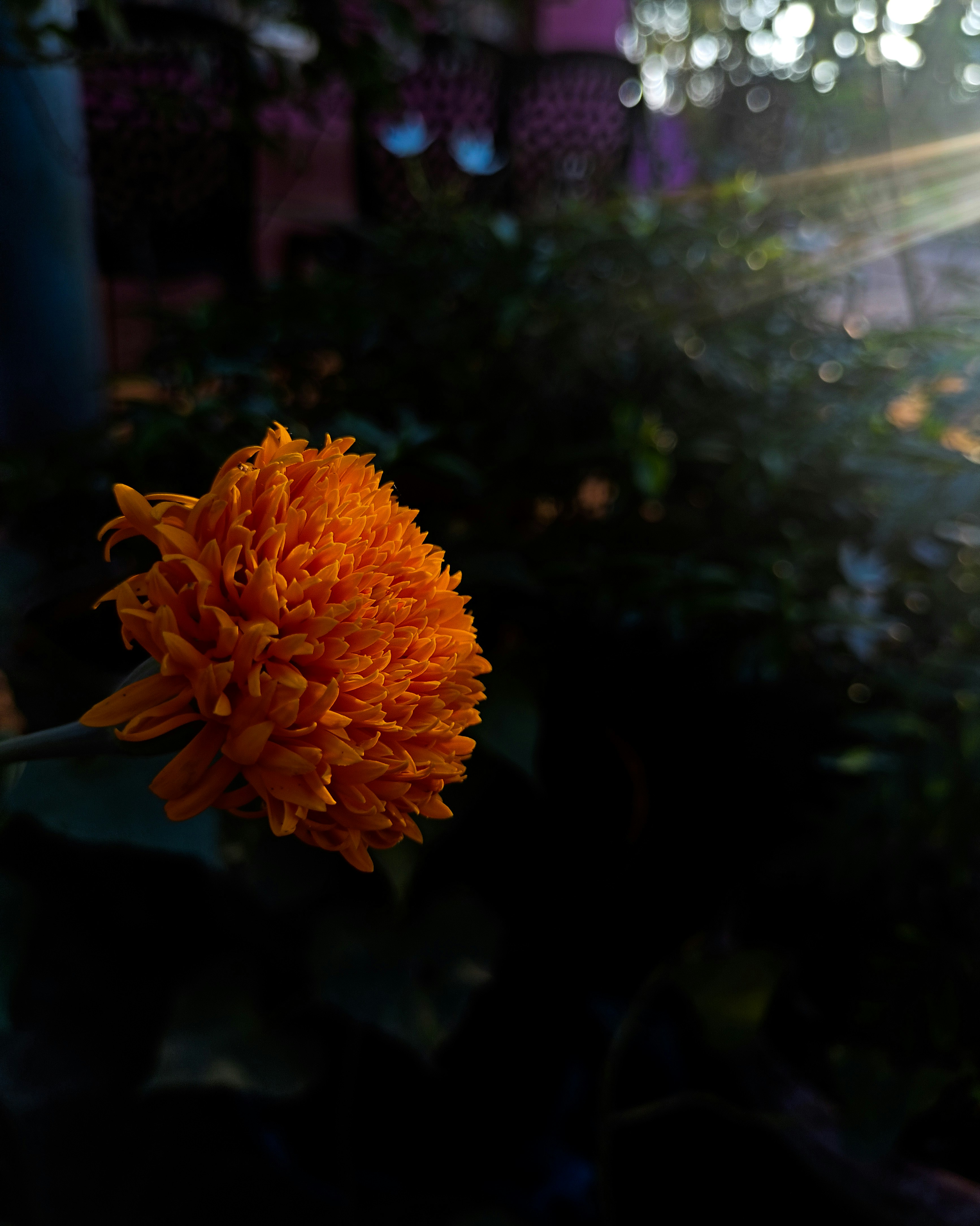 Close-up photograph of an orange marigold against a dark garden backdrop, with sunlight streaks to the right.