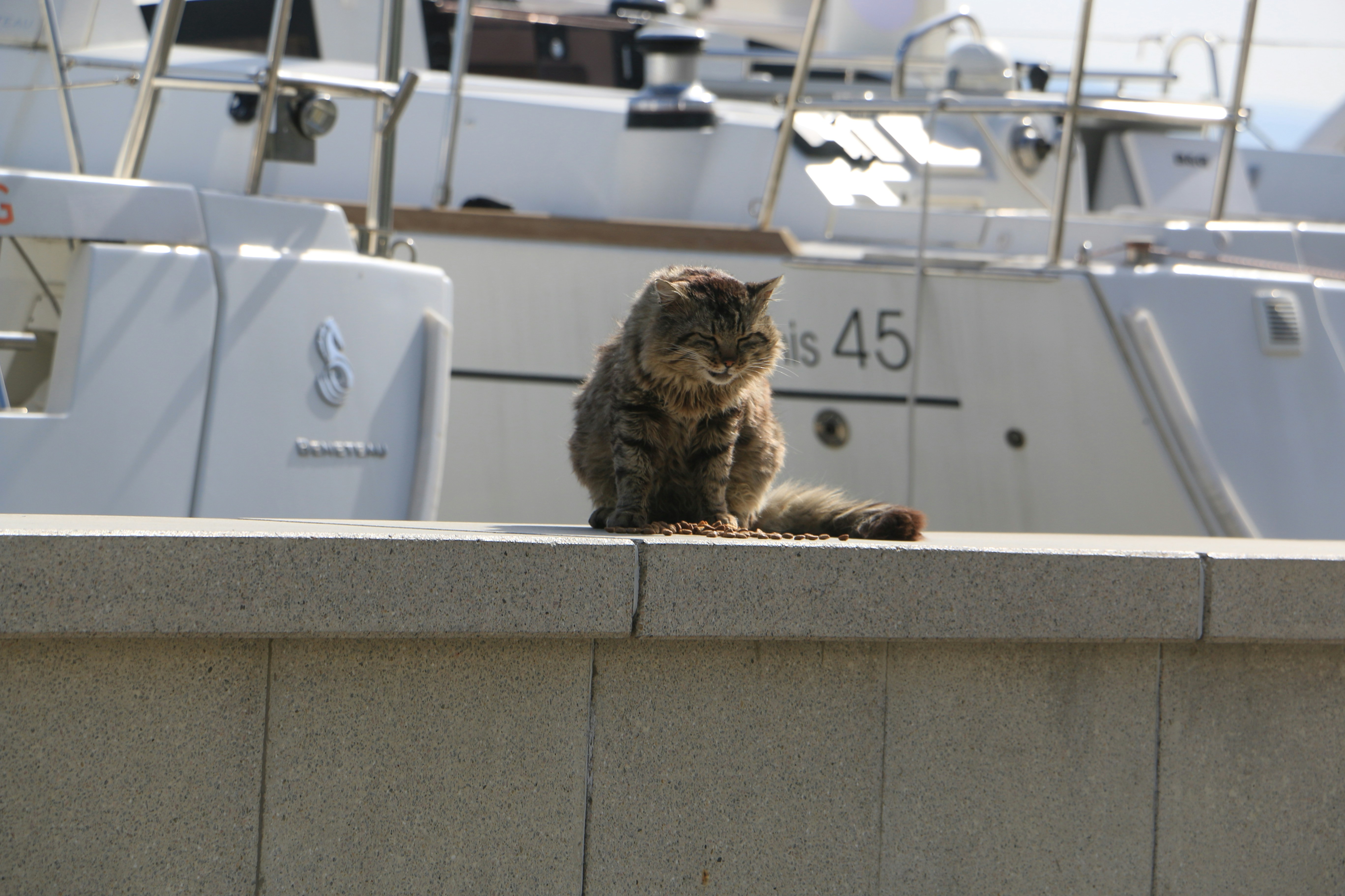 Harbor Watch: A lone cat atop a seawall with moored boats behind