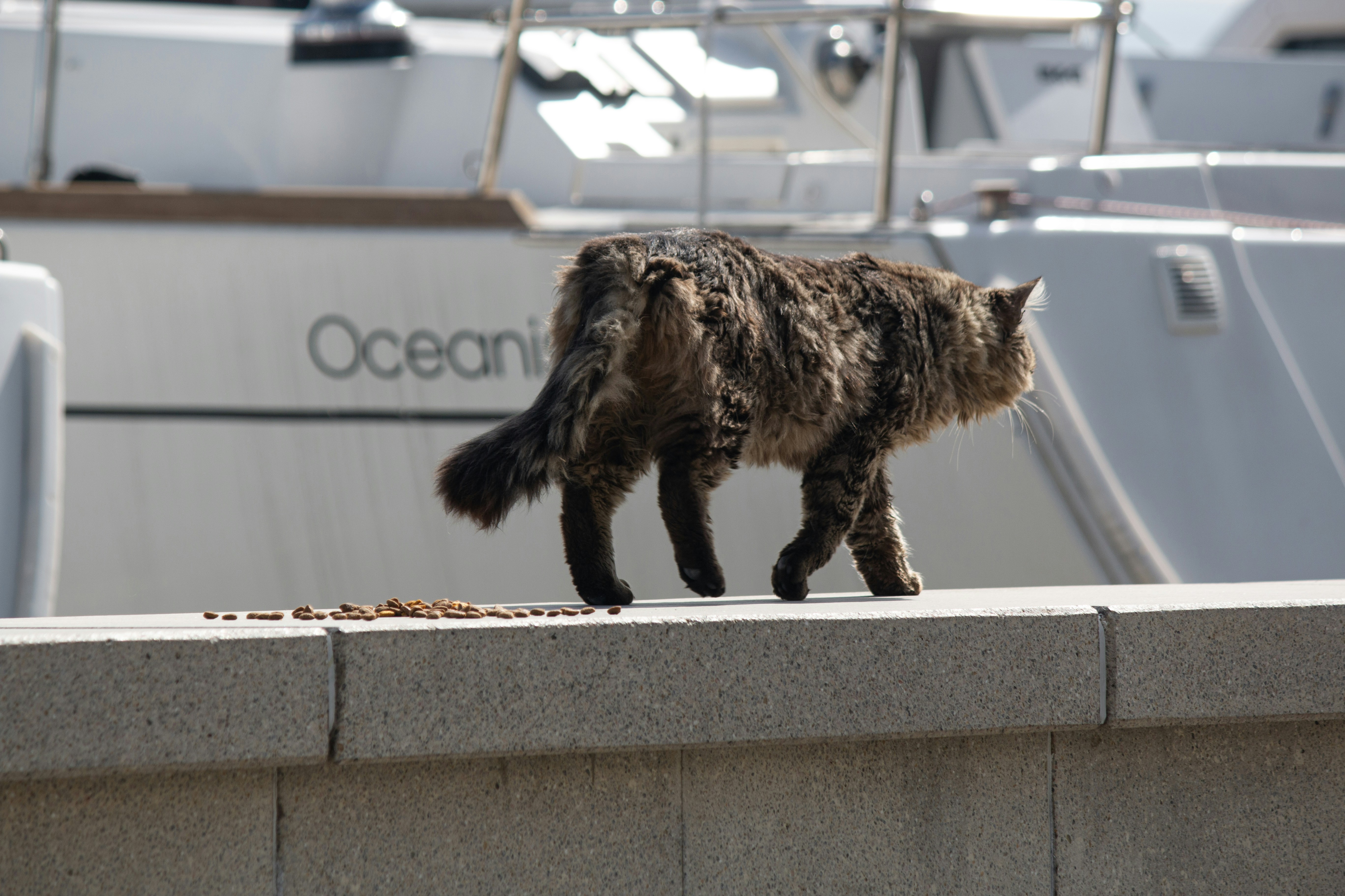 Cat on a concrete ledge with a yacht in the background