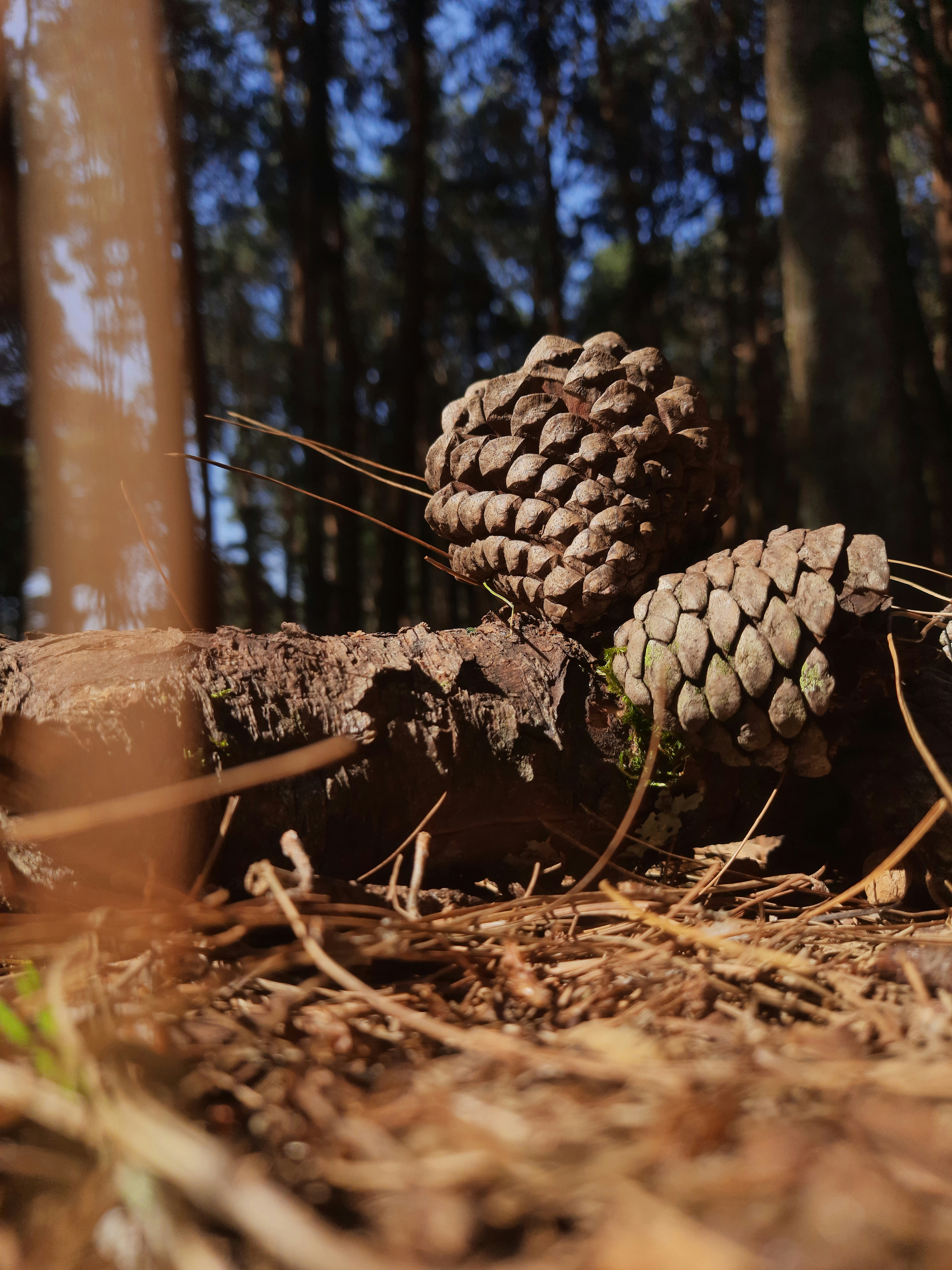 A close-up of pinecones resting on forest floor with blurred foreground needles and tall trunks in the background. The scene emphasizes textured cones and earthy tones.
