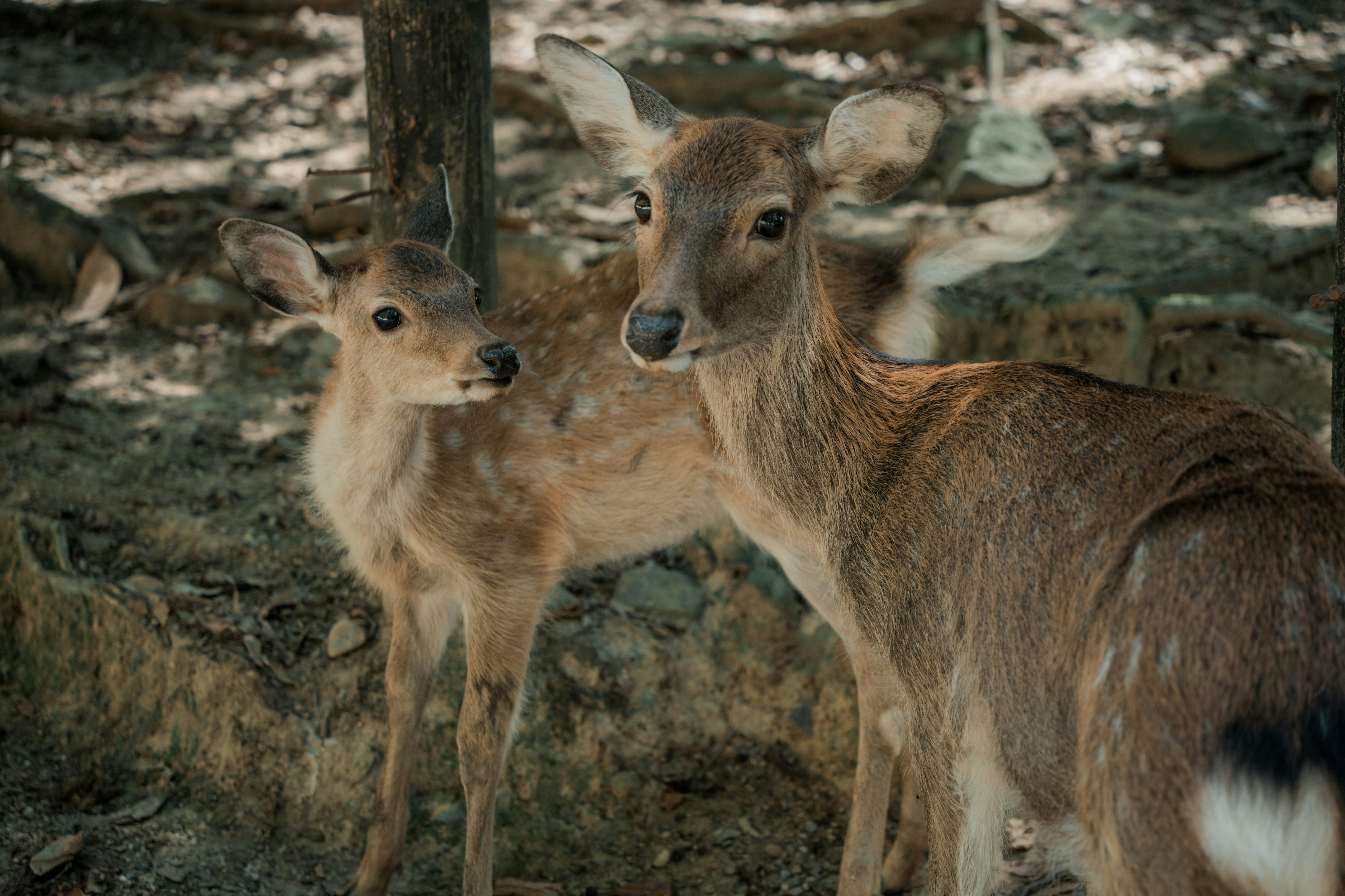 two deer standing next to each other in a forest