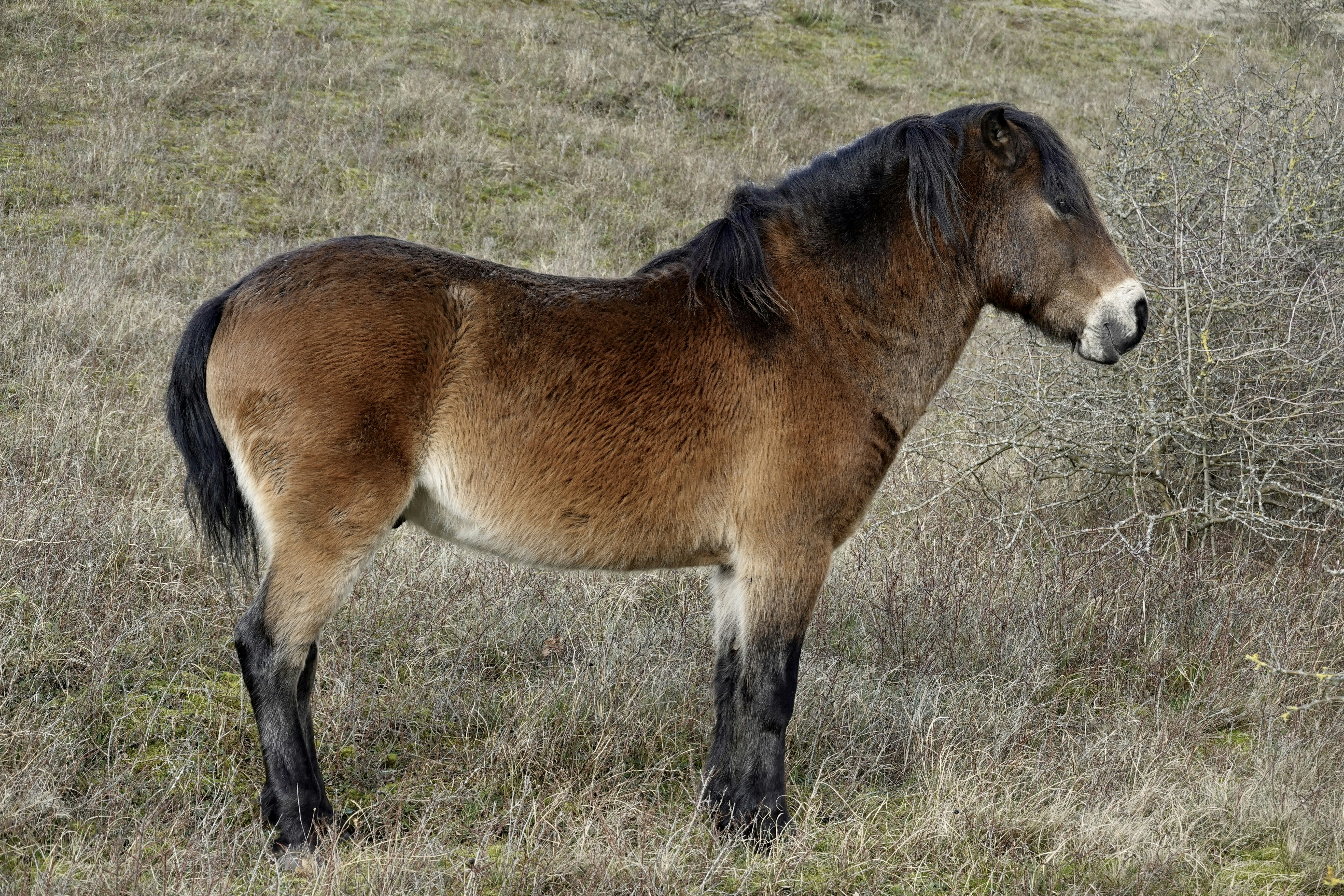 An Exmoor pony stallion watching over the rest of the group of ponies in the dunes | a brown and black horse standing on top of a dry grass field