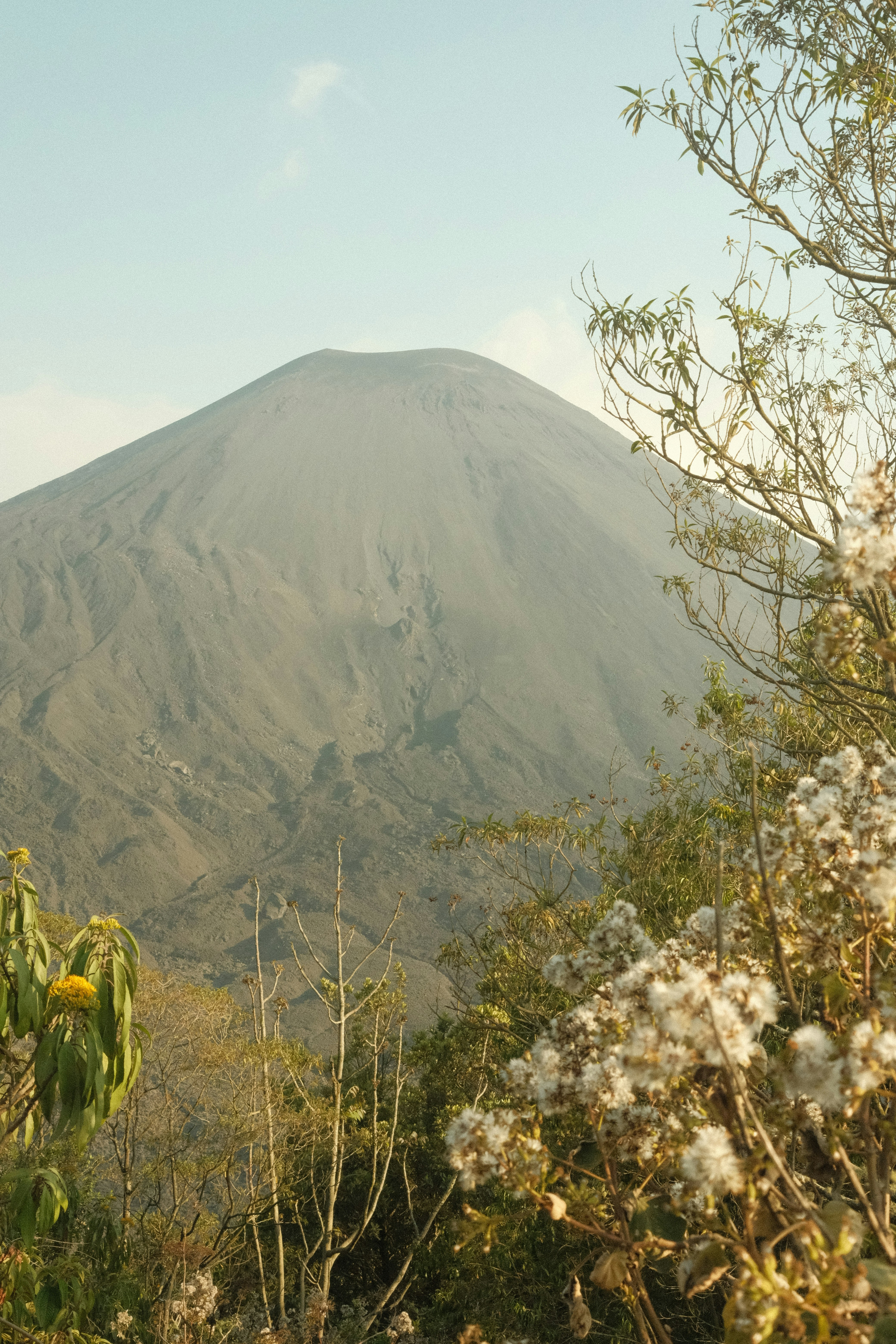Dawn on the Gentle Cone: Wildflowers Frame a Volcanic Summit
