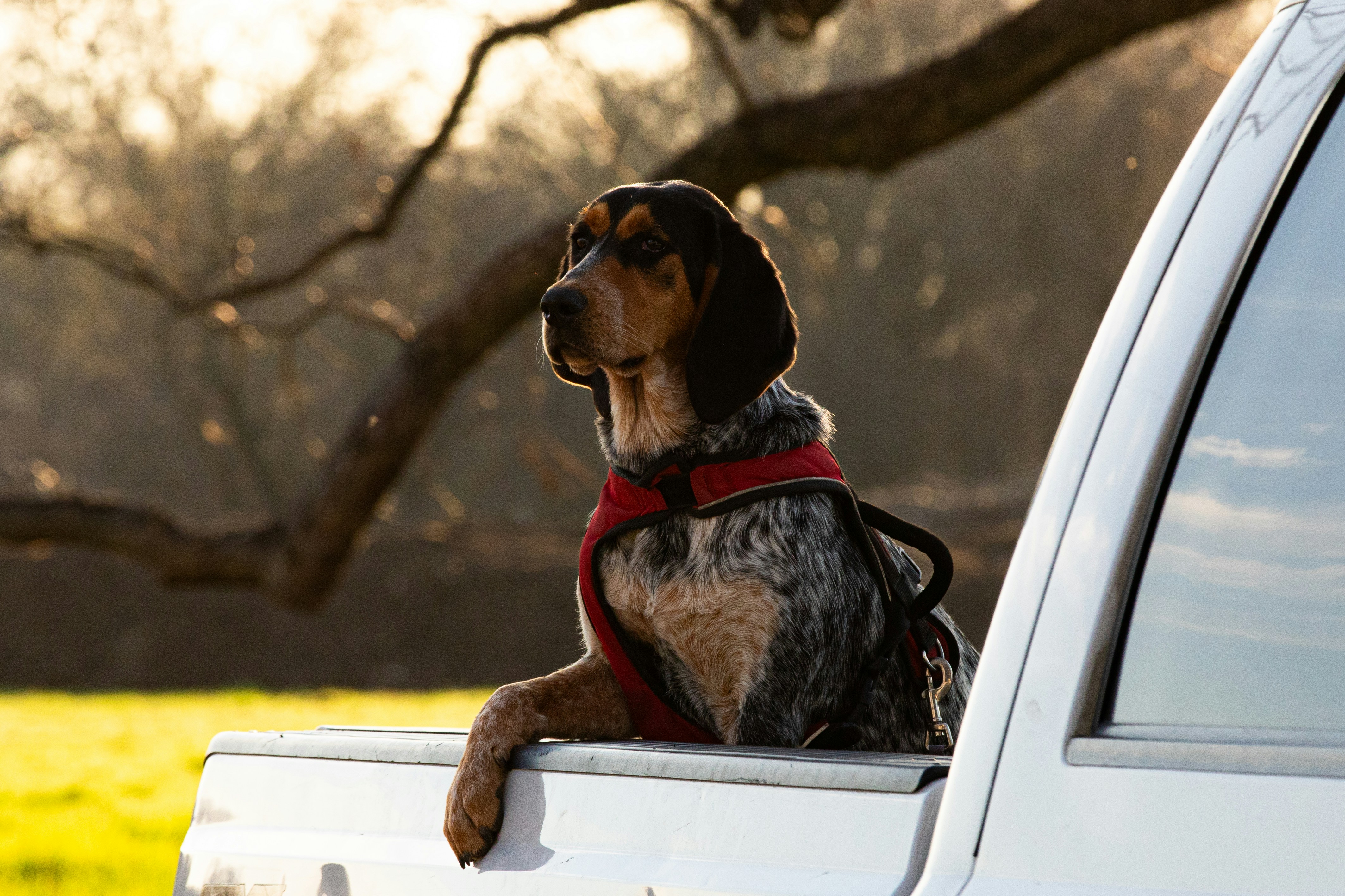Hunting Light: Beagle in Backseat Reverie