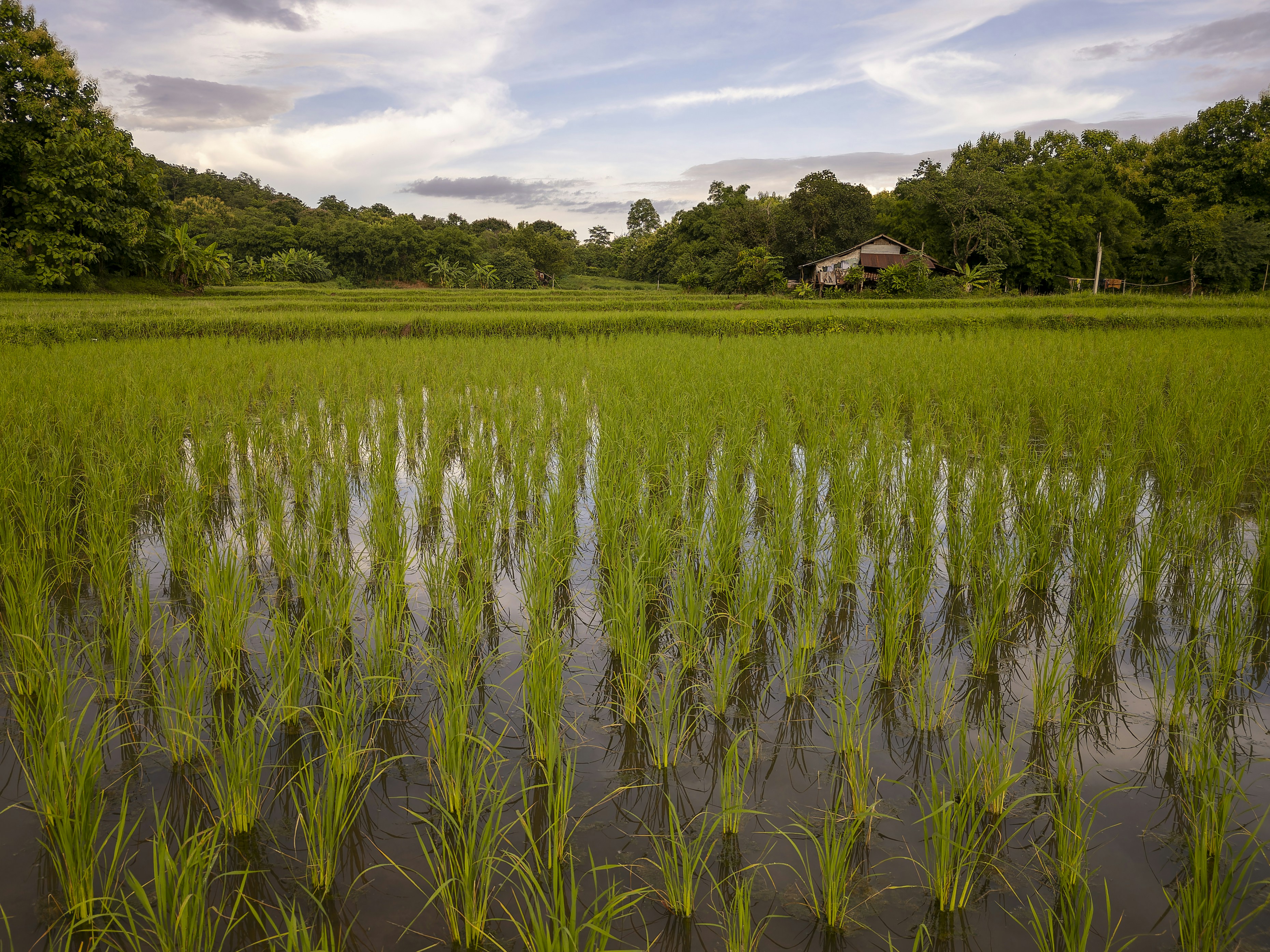 Vibrant green rice plants reflected in water under a blue sky with scattered clouds.