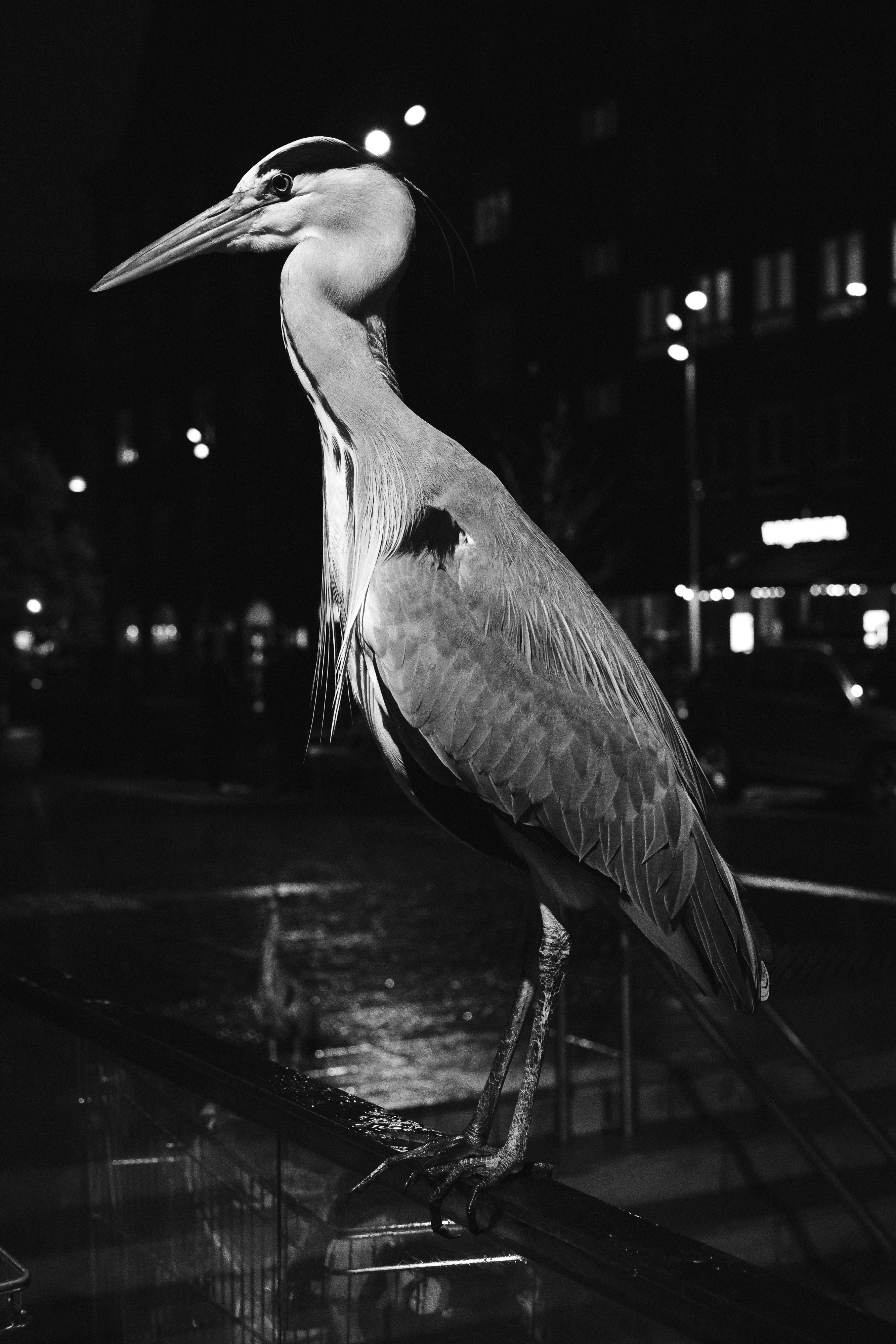 Midnight Watcher: A Heron Stands Guard Over a Moonlit Street