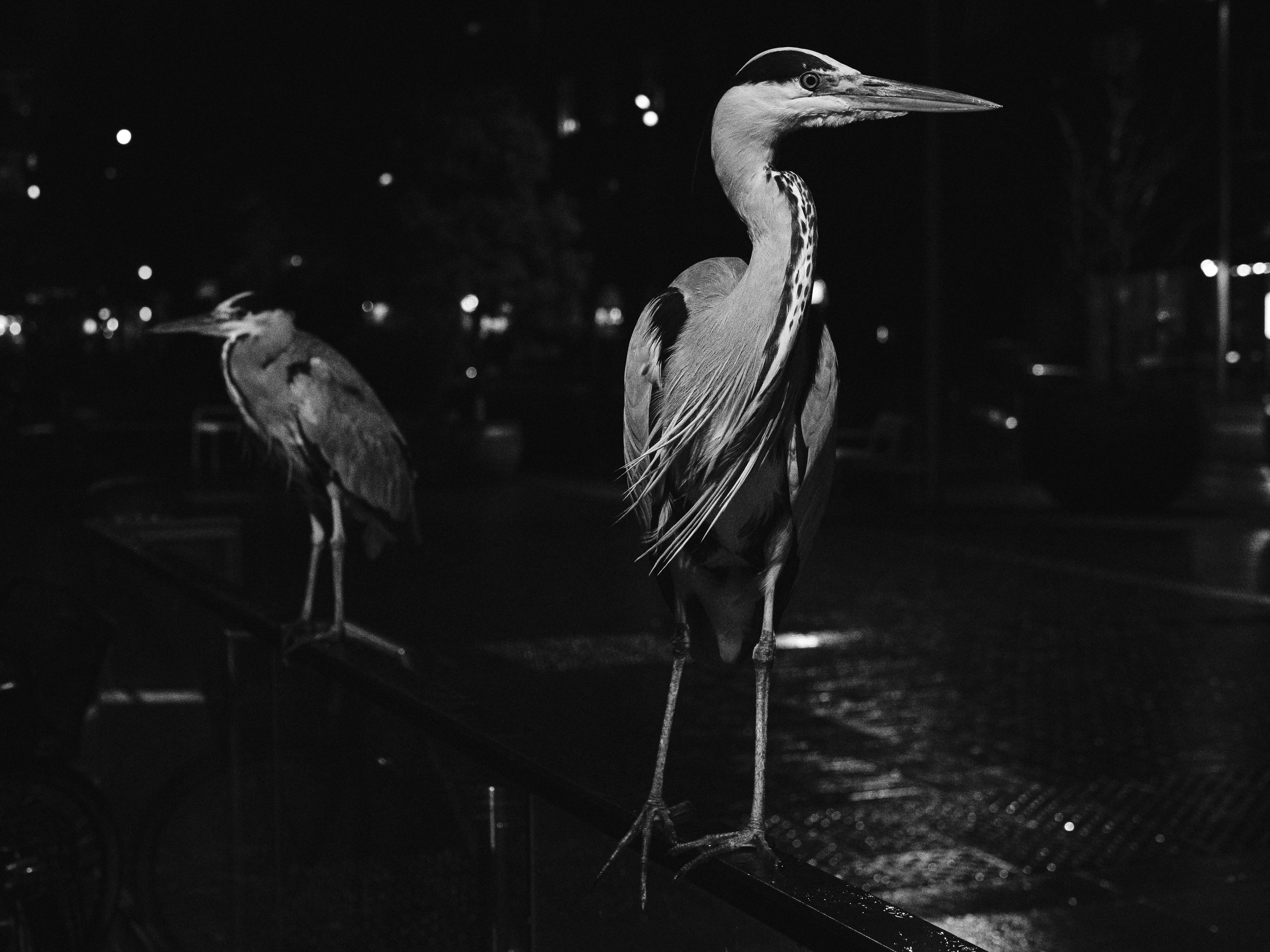 Night Watcher: A Heron Under City Lights