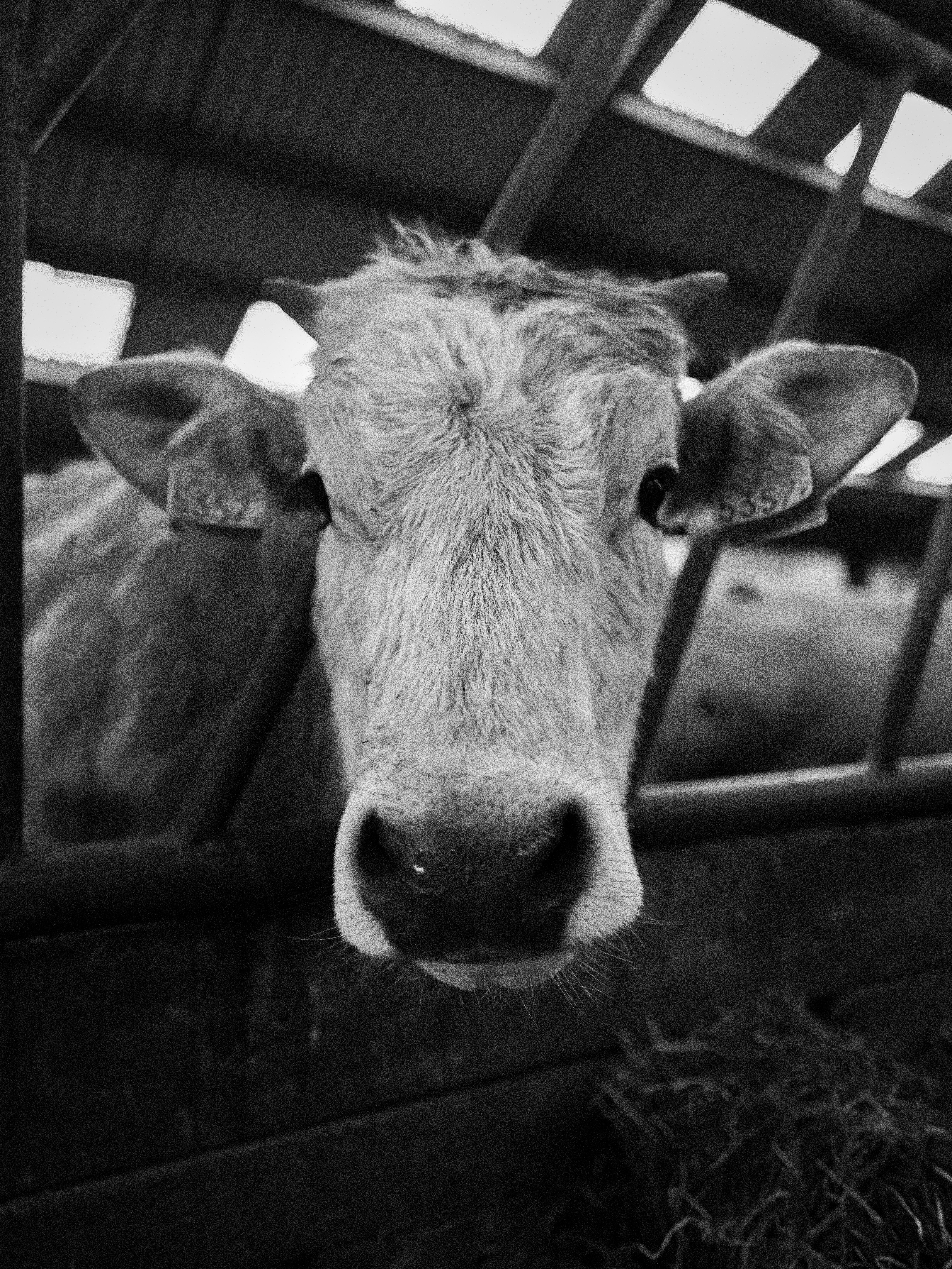 Foto Una foto en blanco y negro de una vaca en un corral – Imagen Vaca ...