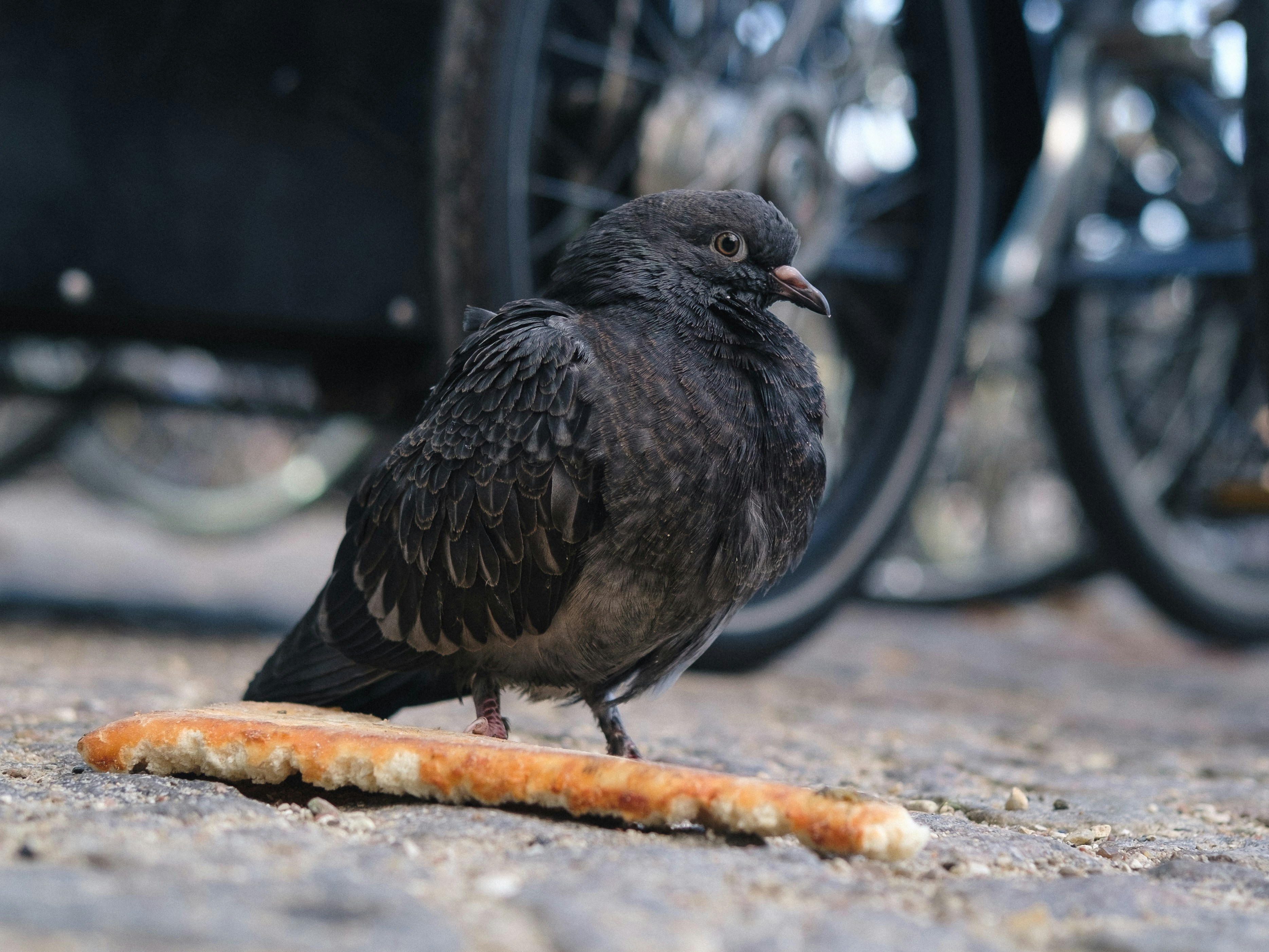 Midday Forage: A Black Pigeon Examines a Crust on a City Sidewalk