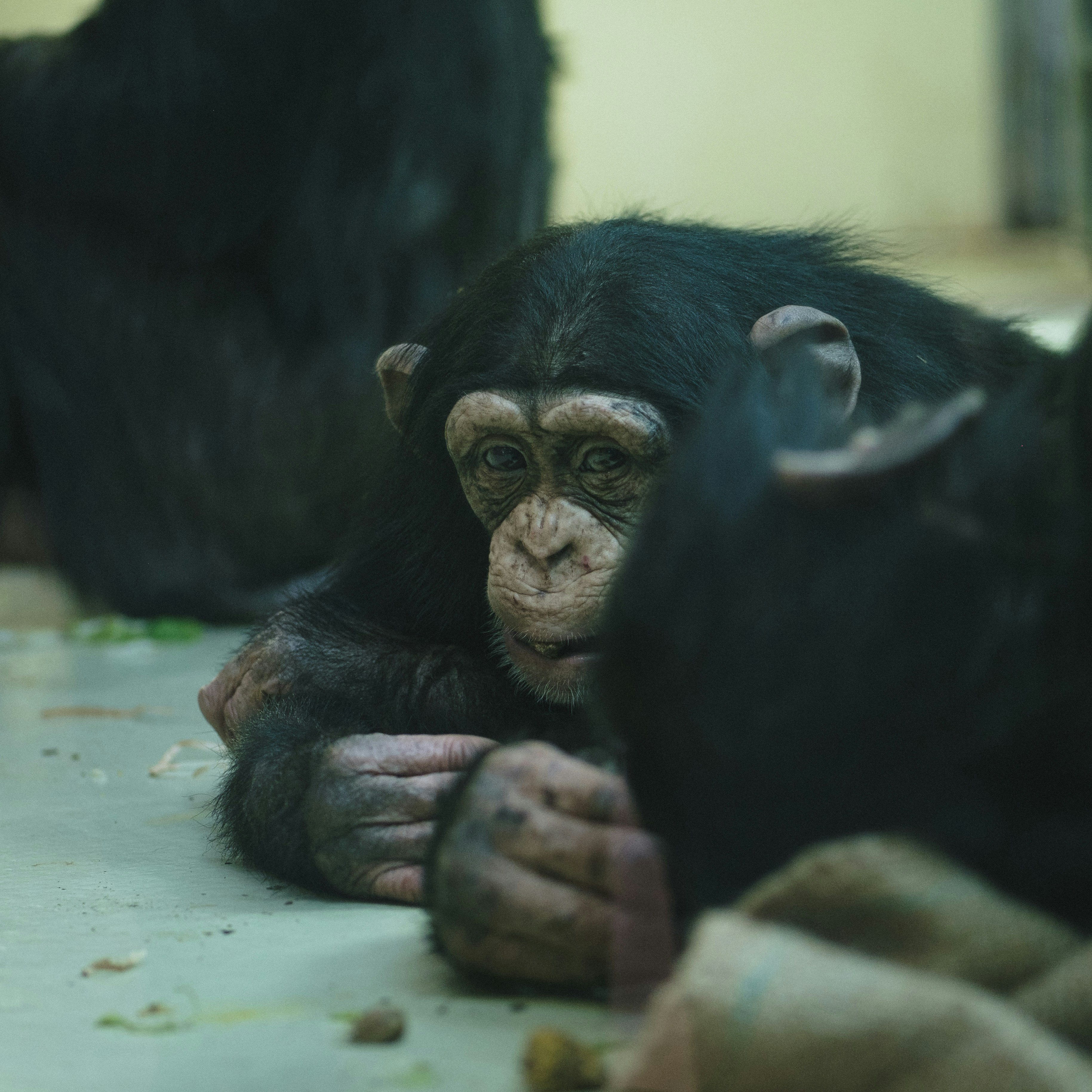 A chimpan sitting on the ground next to another chimpan photo – Free Zoo Image on Unsplash