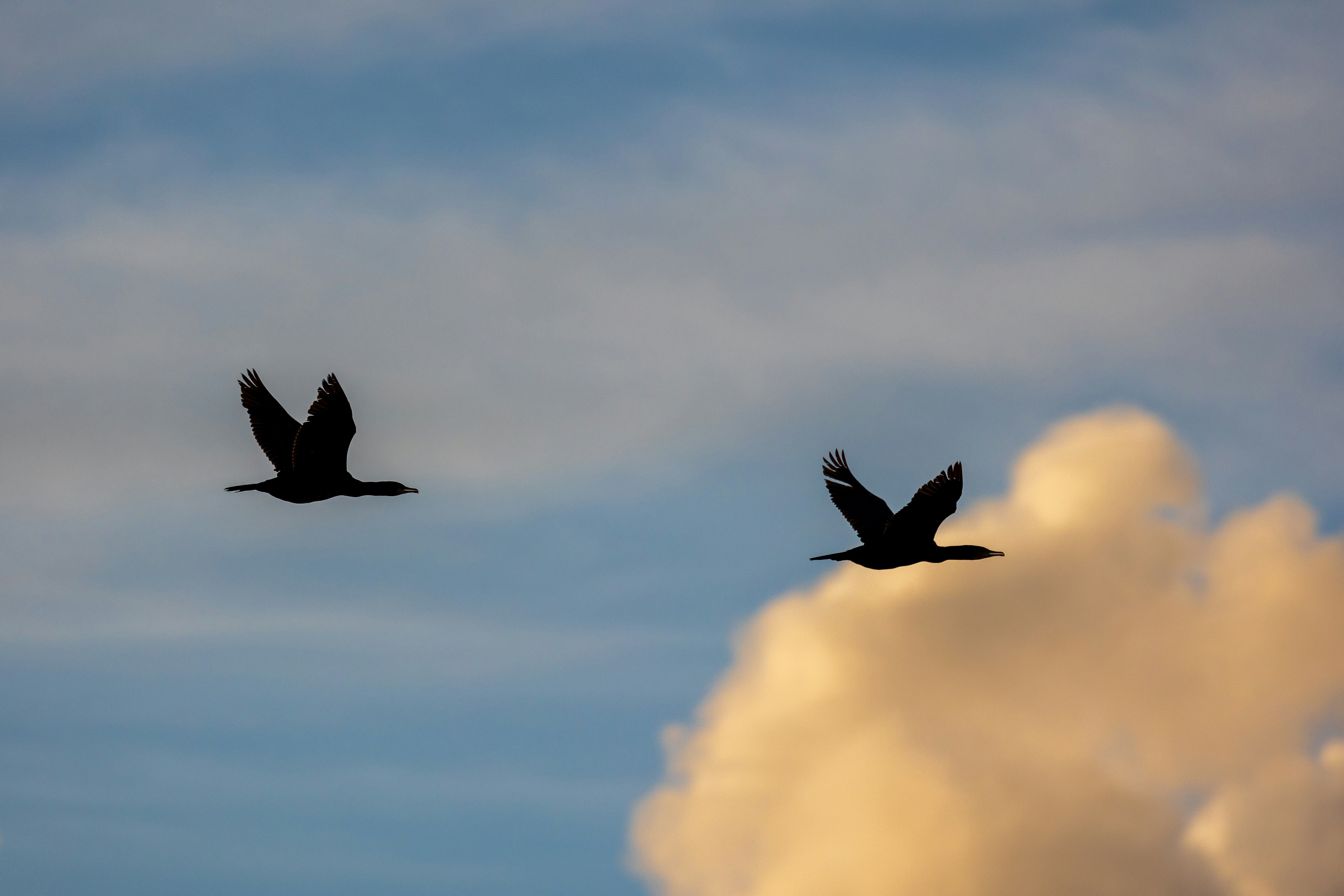 Twin Wings in a Sunlit Sky over a Golden Cloud