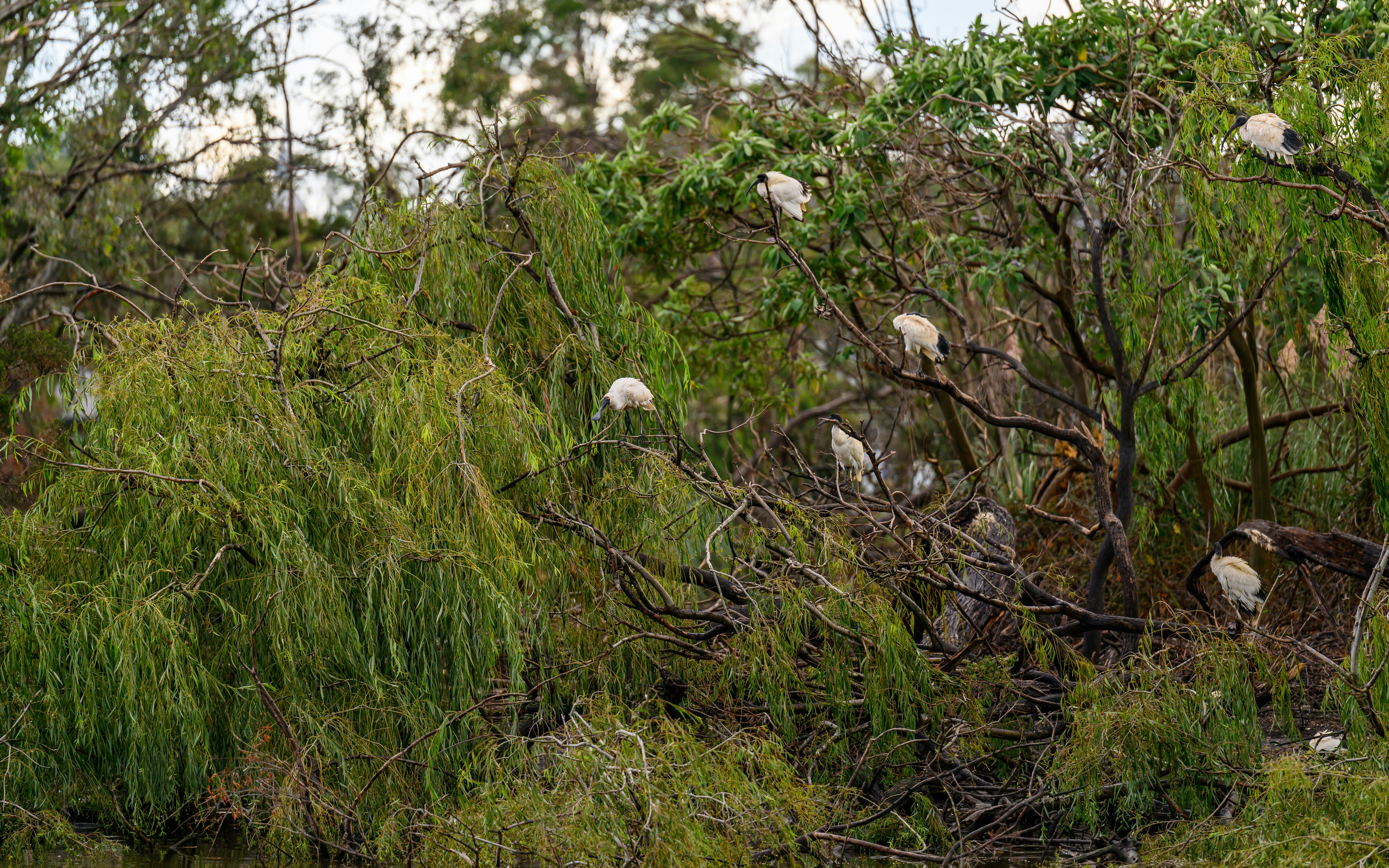 Photo by Zoe Askew with Nikon Z9