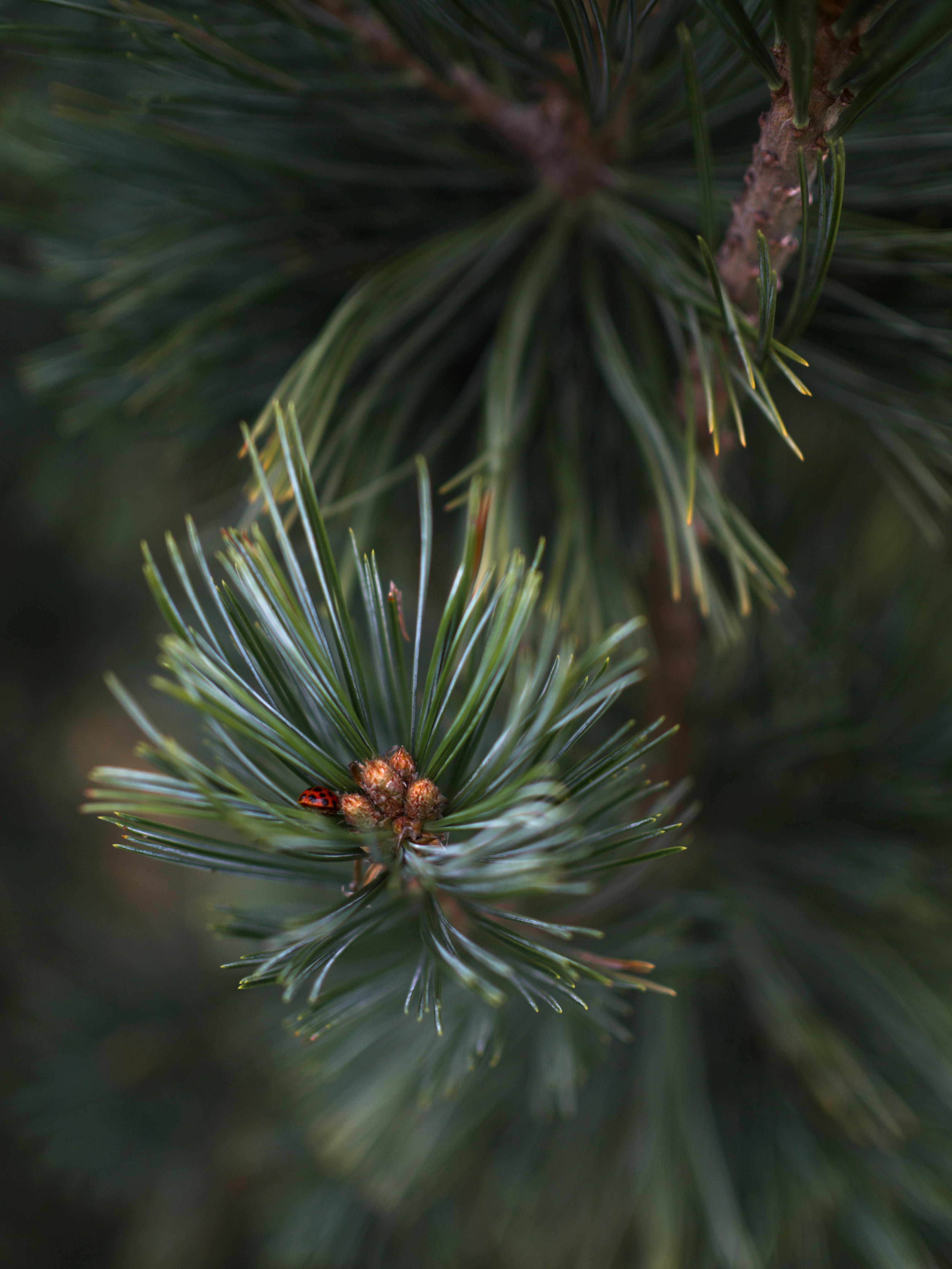 Ladybug on a pine branch. | a close up of a pine tree branch