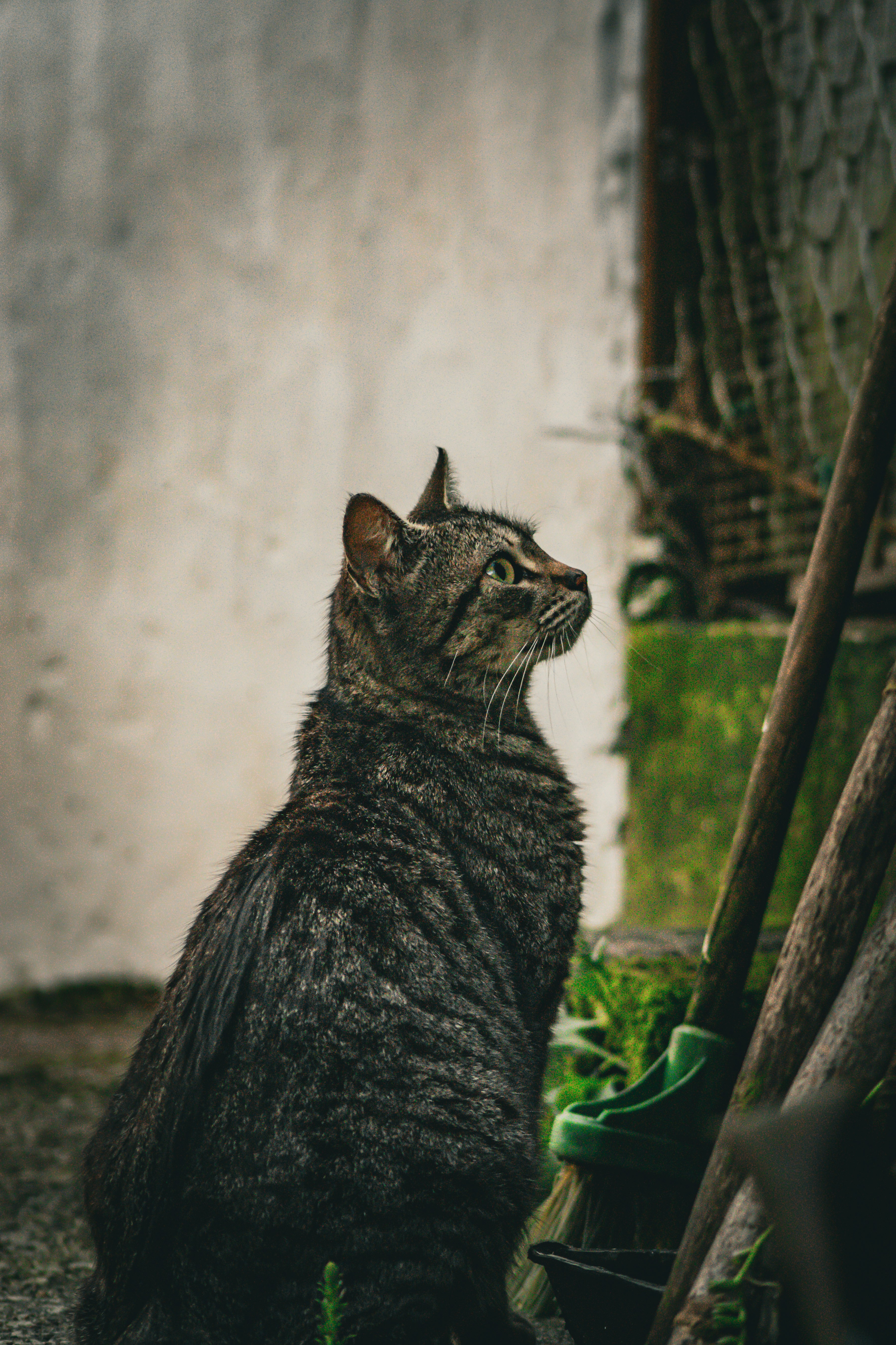Tabby cat sitting attentively in a garden, surrounded by pots and greenery.