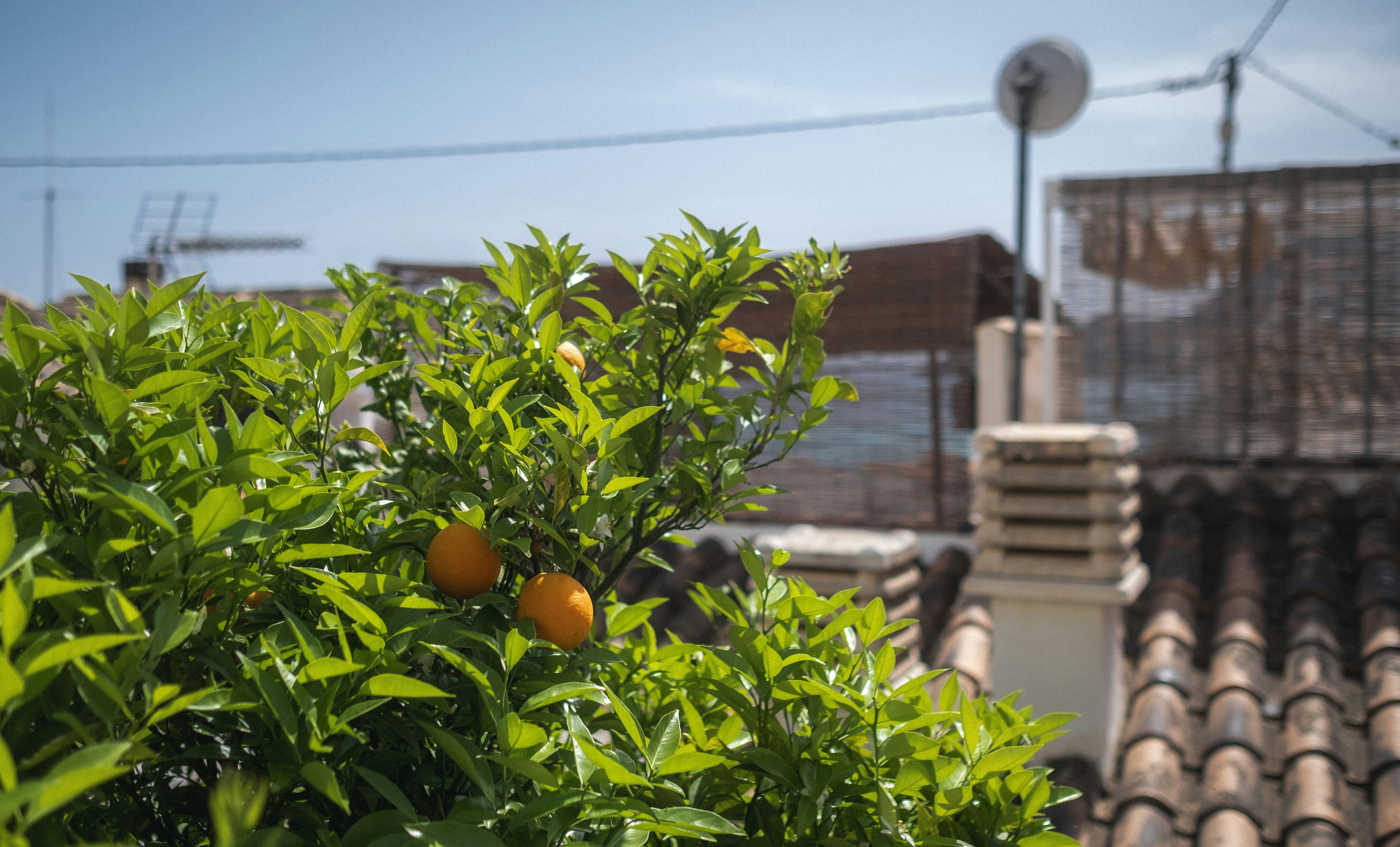 Orange Fruits Framing in a Sunlit Patio Garden