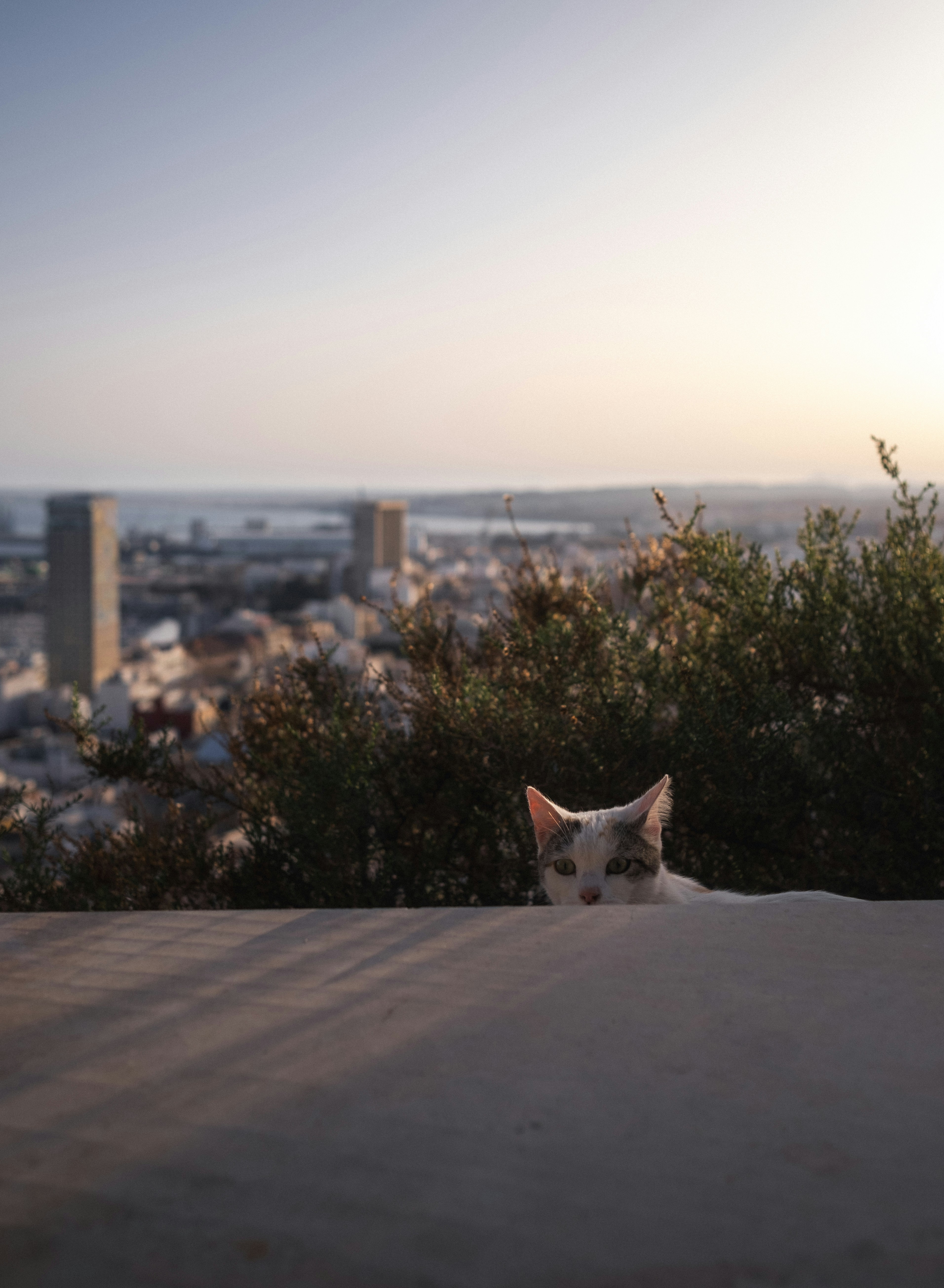 Sunset Peek: A Cat Emerges Over the Urban Edge