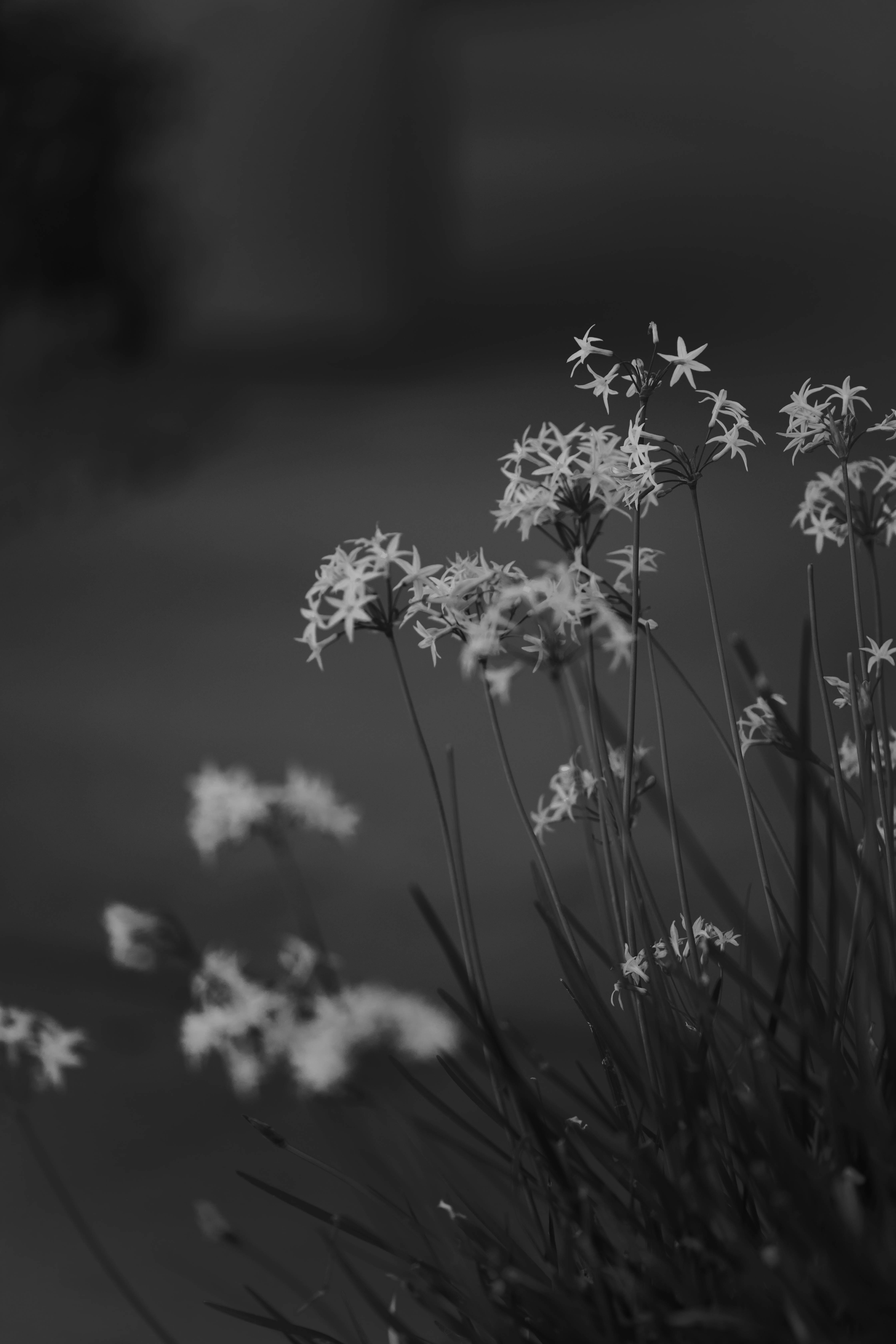 Delicate white flowers sway gently in a soft-focus background, highlighting their intricate details against a muted backdrop.