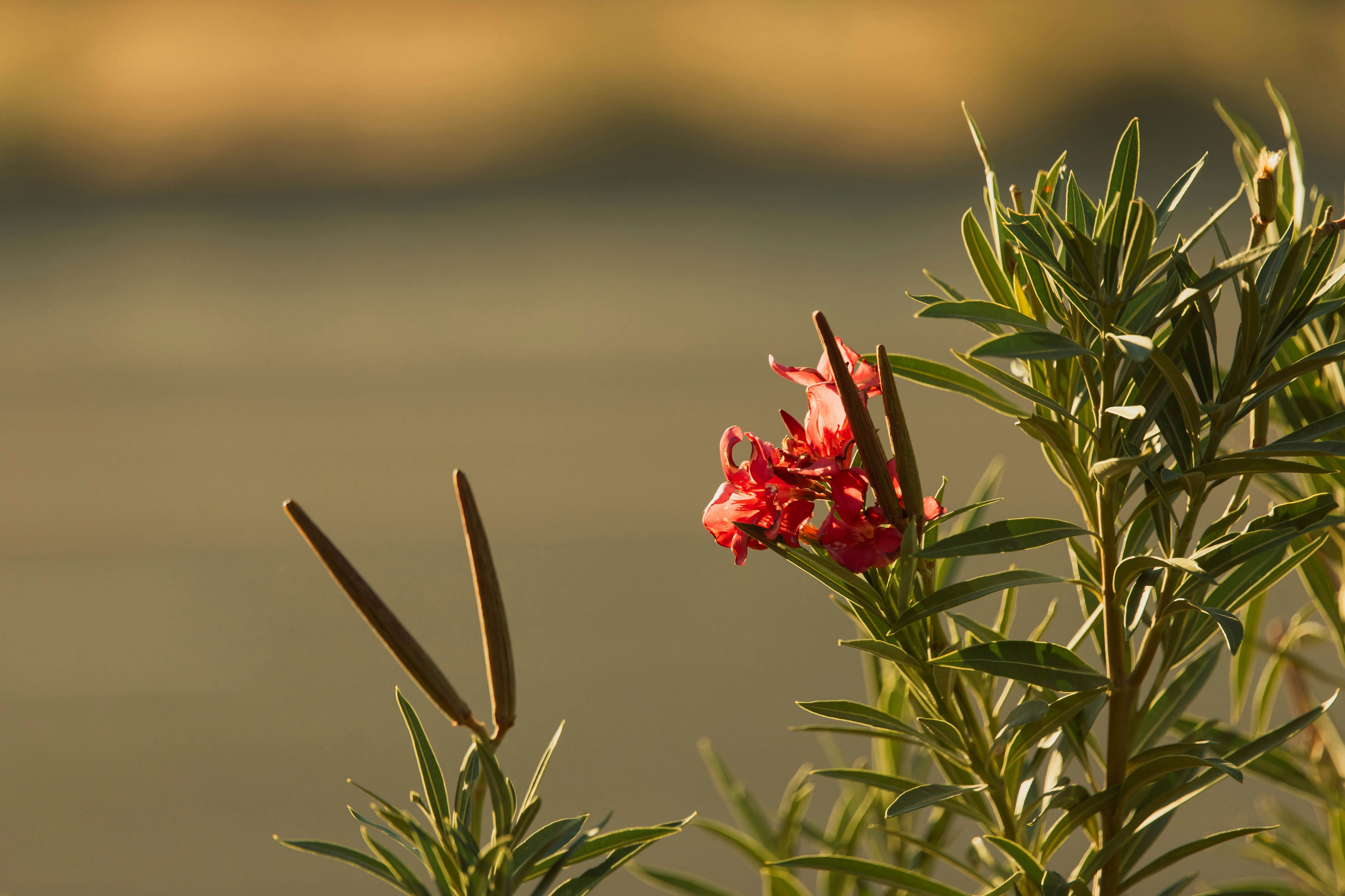 Crimson Bloom Among Needle-Like Greens at Golden Hour