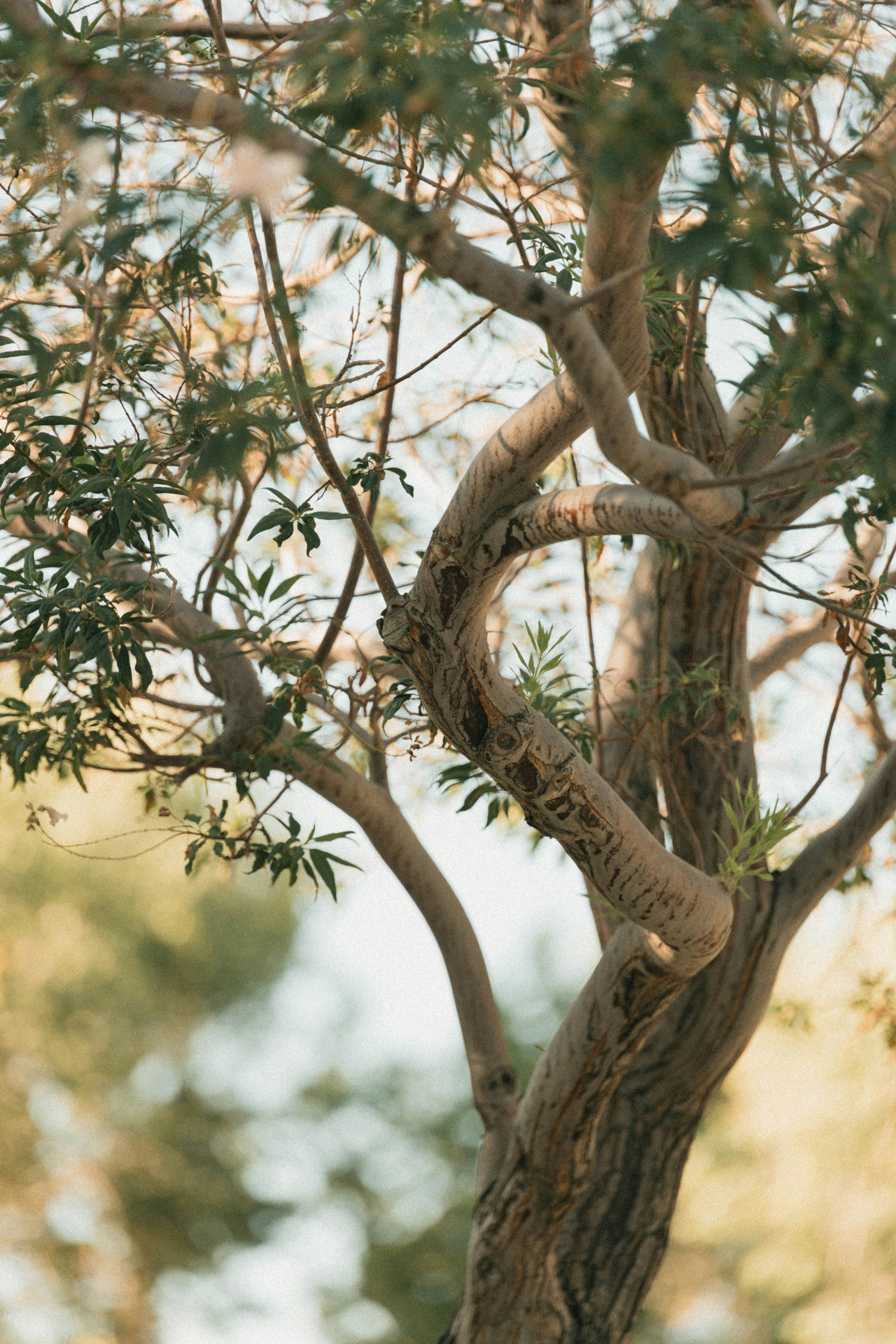 Tree with small pink flowers