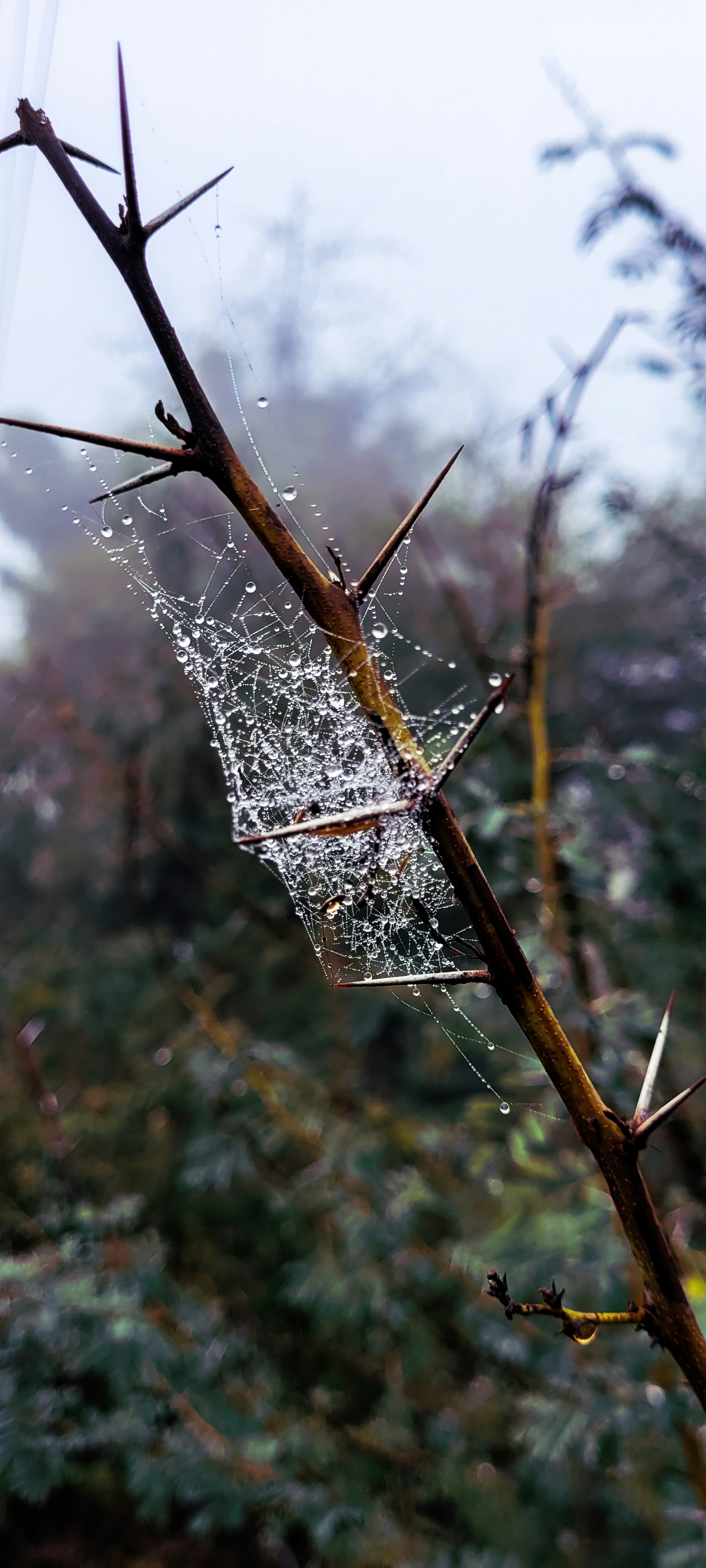 A spider web hanging from a tree branch photo – Free Rain Image on Unsplash