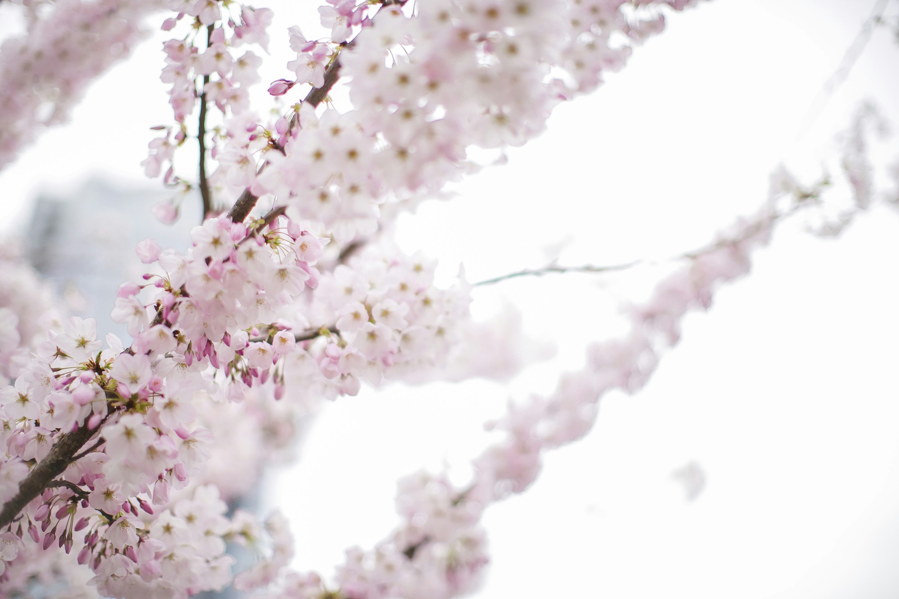 Photo by Caroline Ross with Canon EOS 5D Mark III