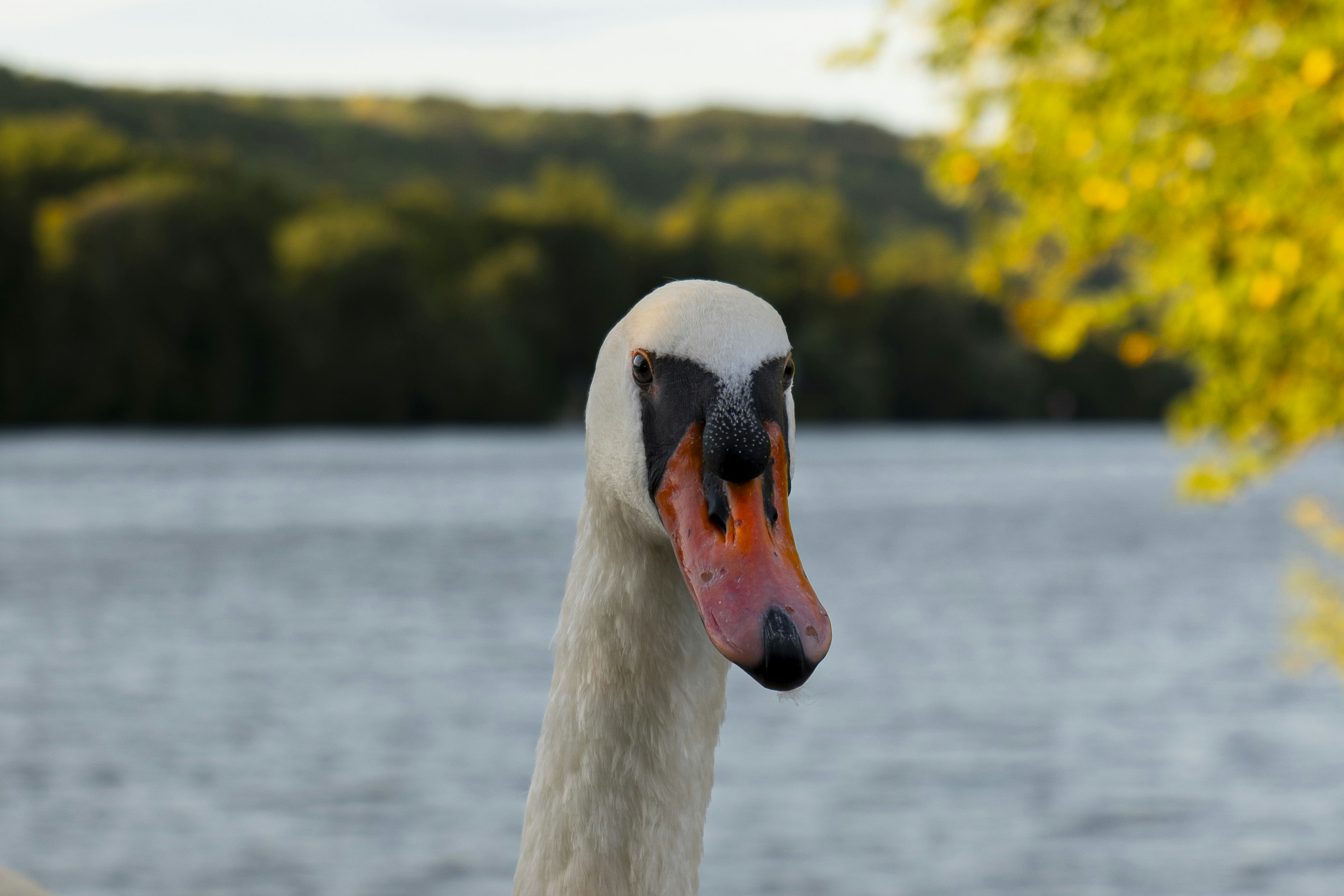 Swan at the Lake: An Intimate Eye-Level Portrait with a Quiet Backdrop