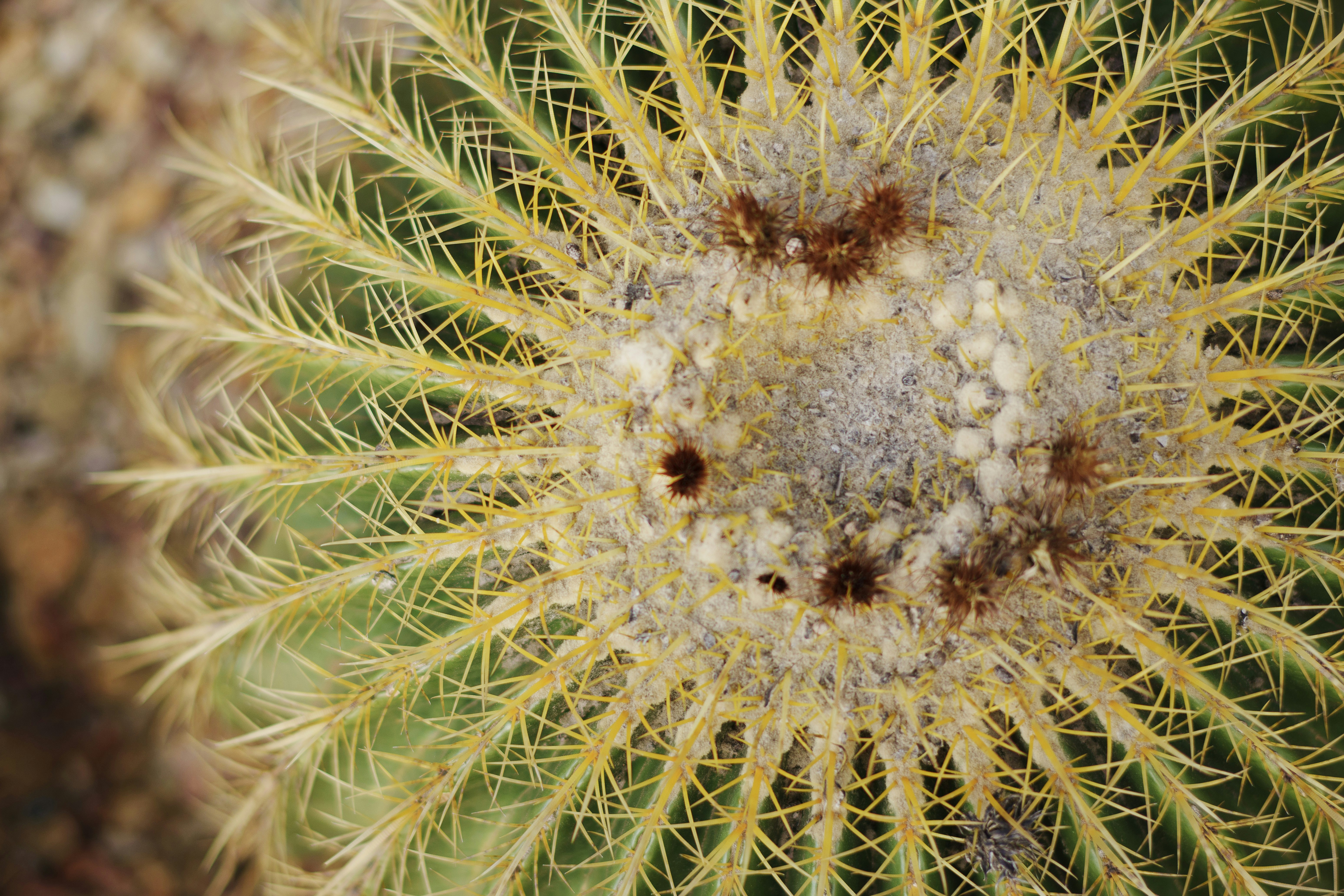 Center of Spines: A Close-Up Portrait of a Desert Lantern