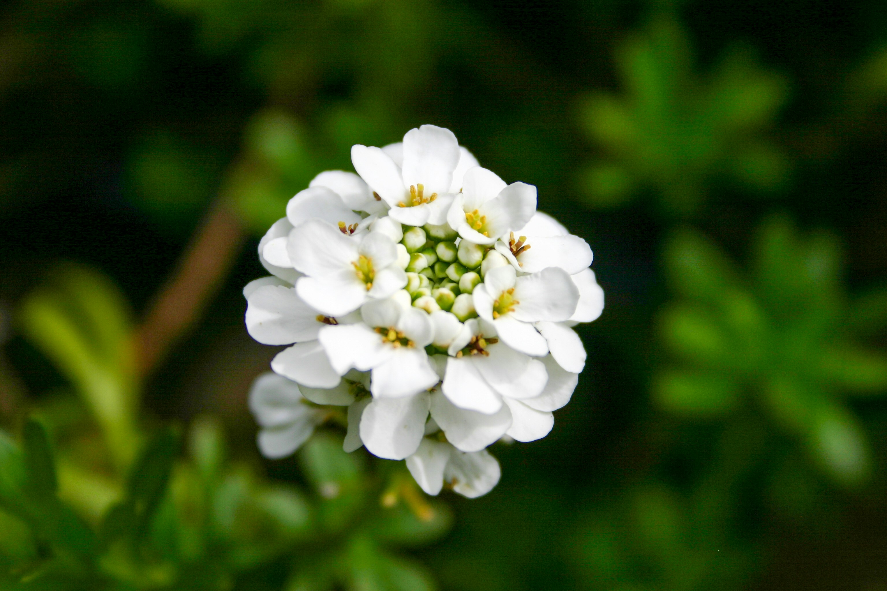 White Flower | a close up of a white flower with green leaves in the background