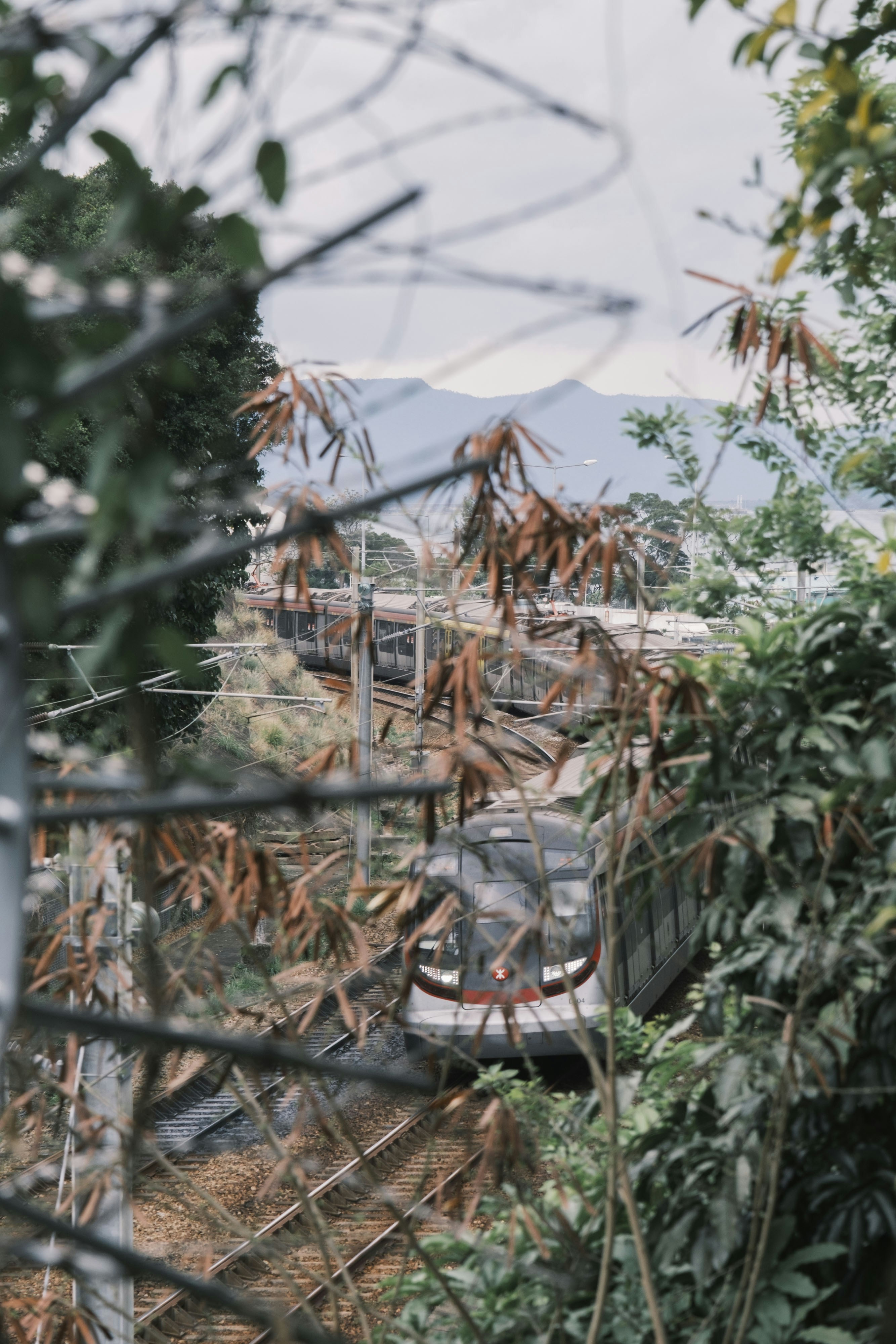 Veiled Rails: Train Emerging Through a Framed Foliage Corridor