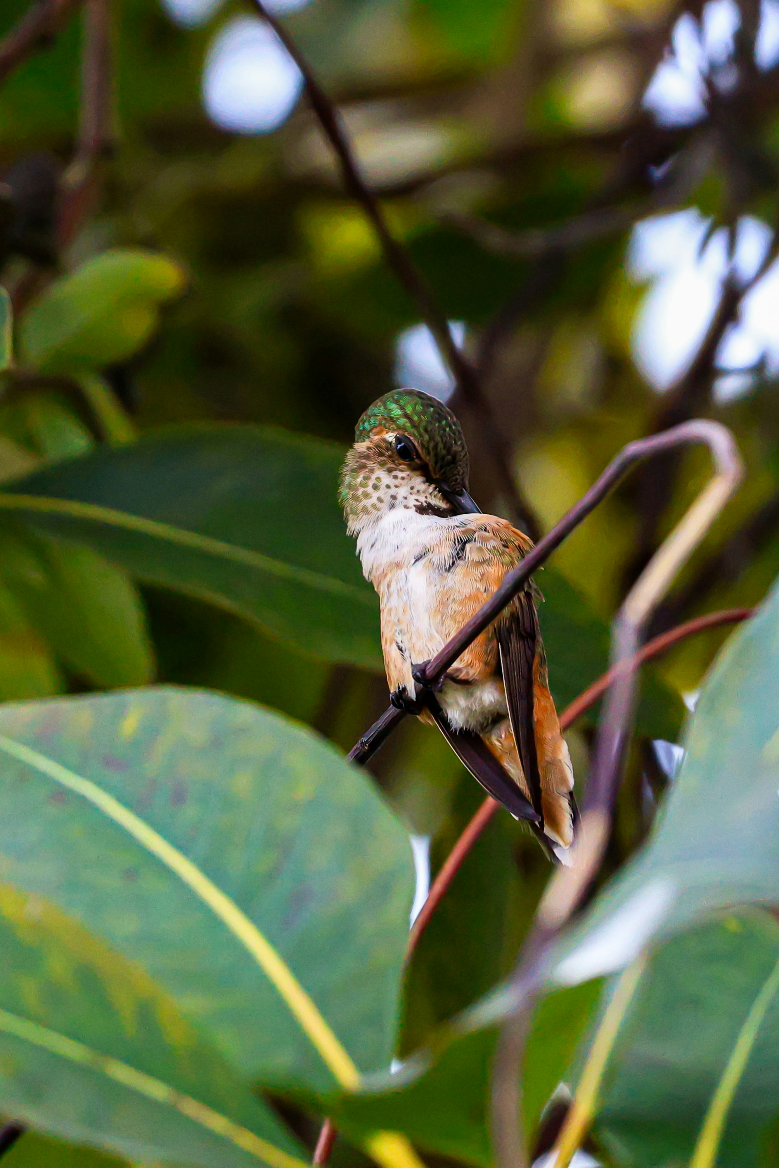 A hummingbird perches on a branch in a tree photo – Free Animal Image ...