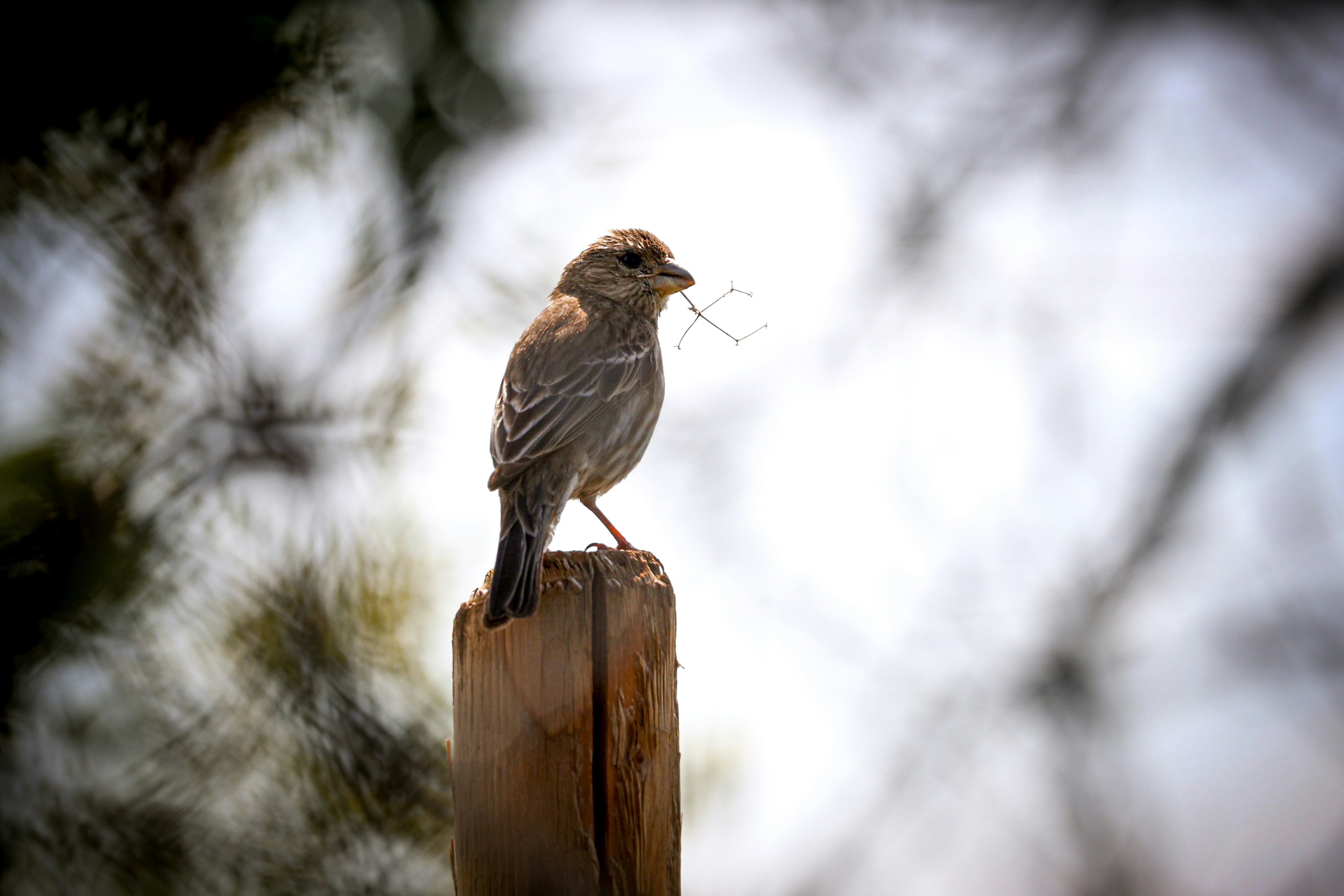 Perched on a Weathered Post, a Tiny Songbird Commands Quiet Focus