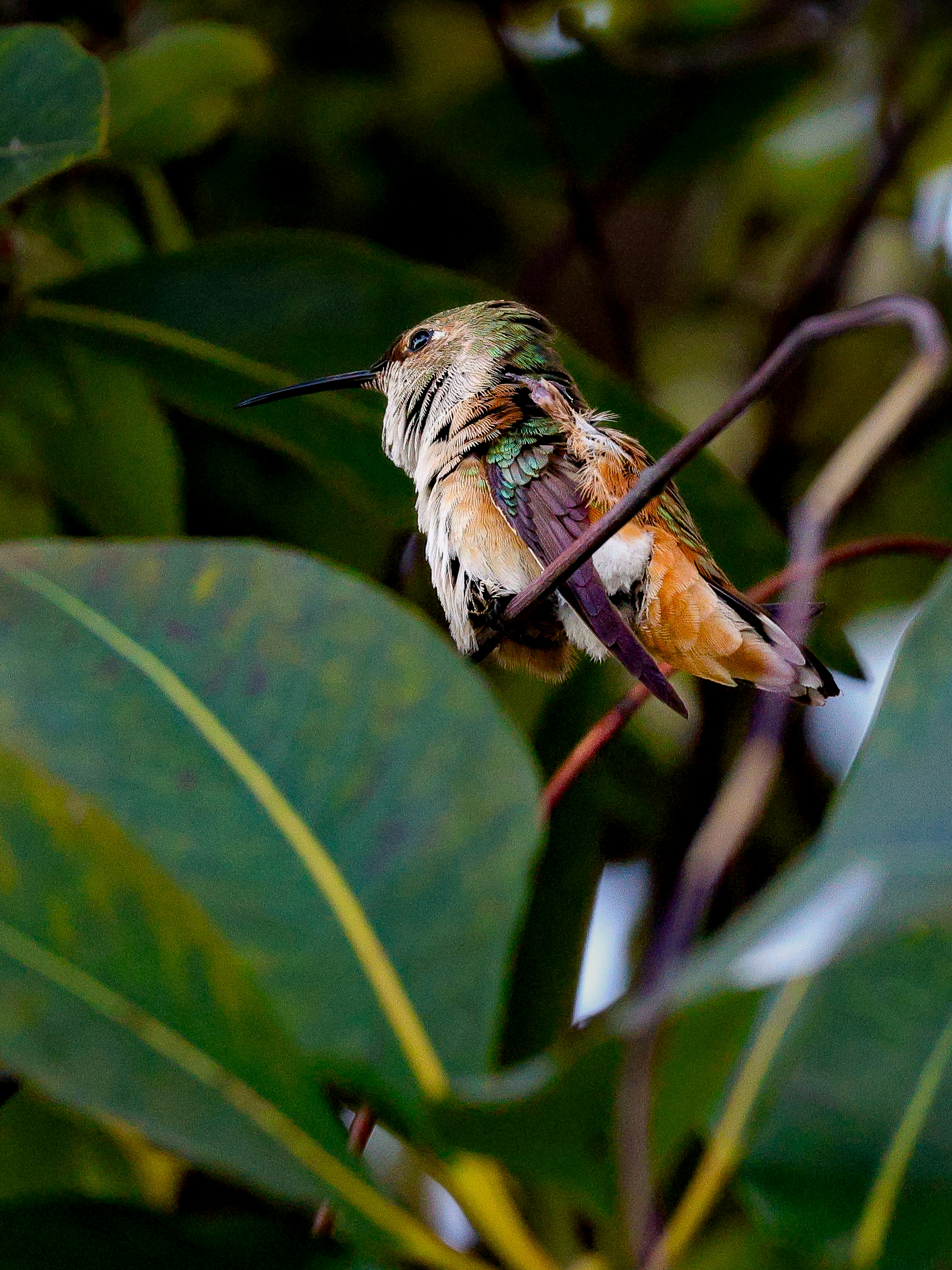 Emerald Whim on a Twig: Hummingbird Perched Amid Dense Foliage