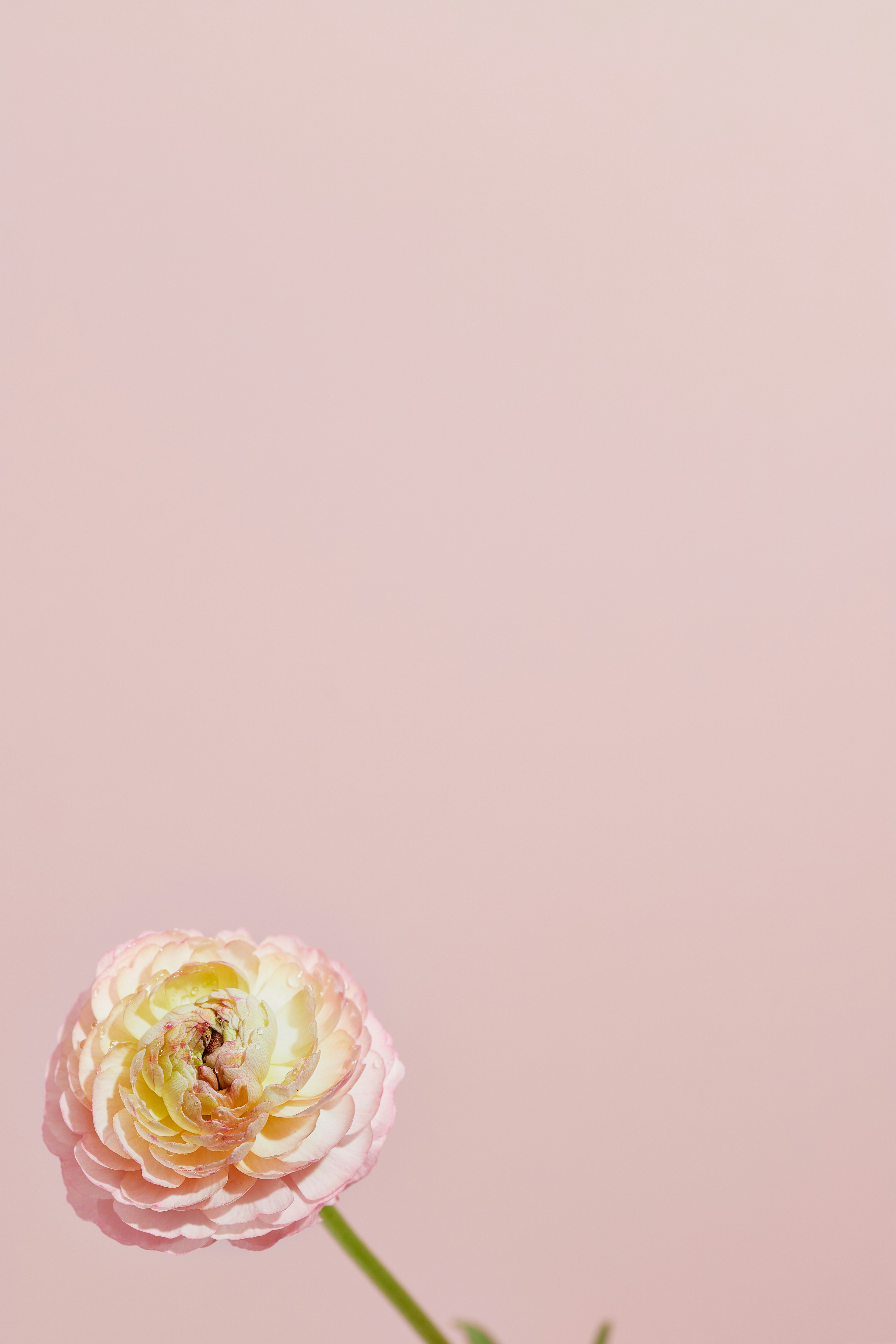 A single pink flower on a pink background photo – Free Brown Image on ...