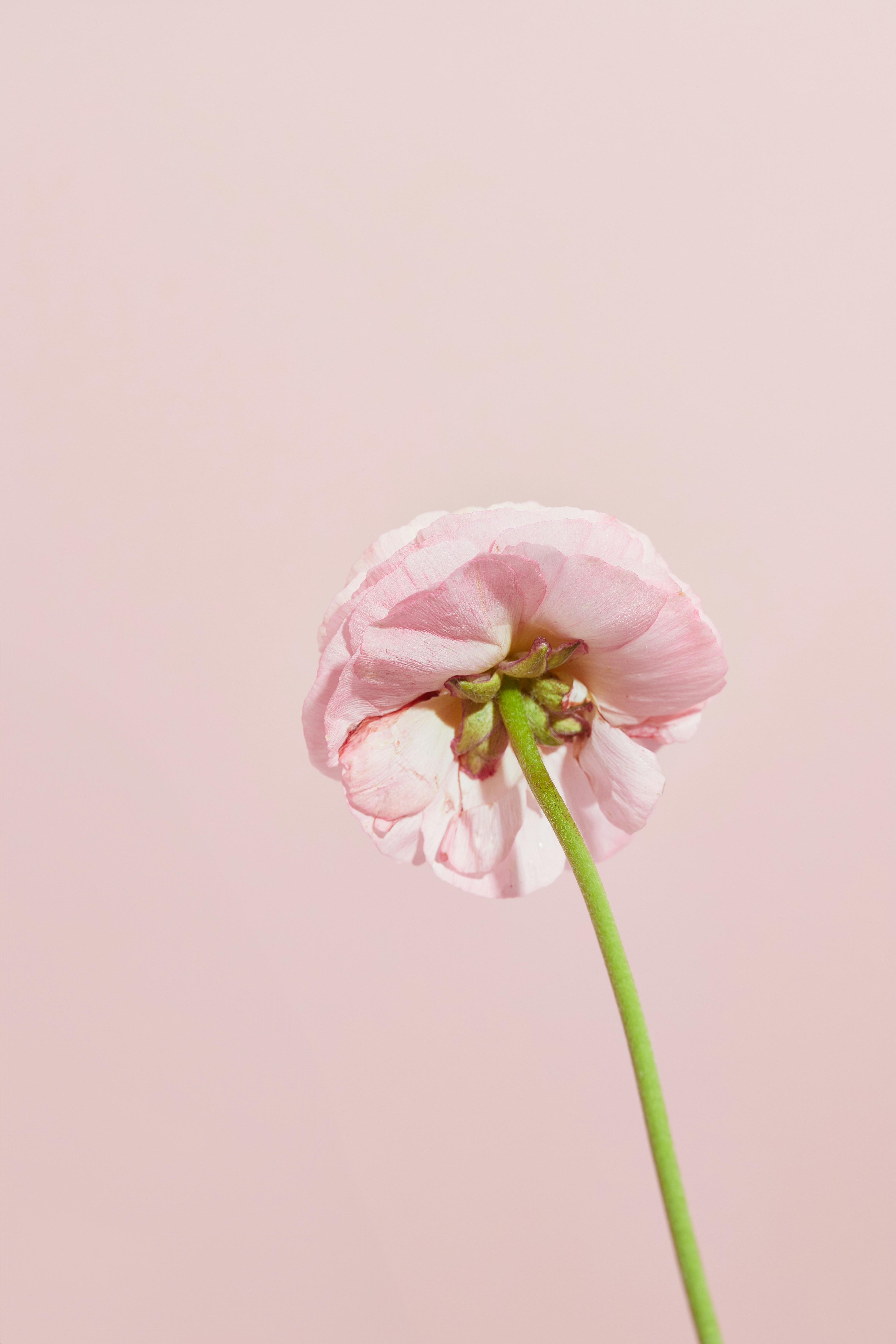 A single pink flower with a pink background photo – Free Blooms Image ...