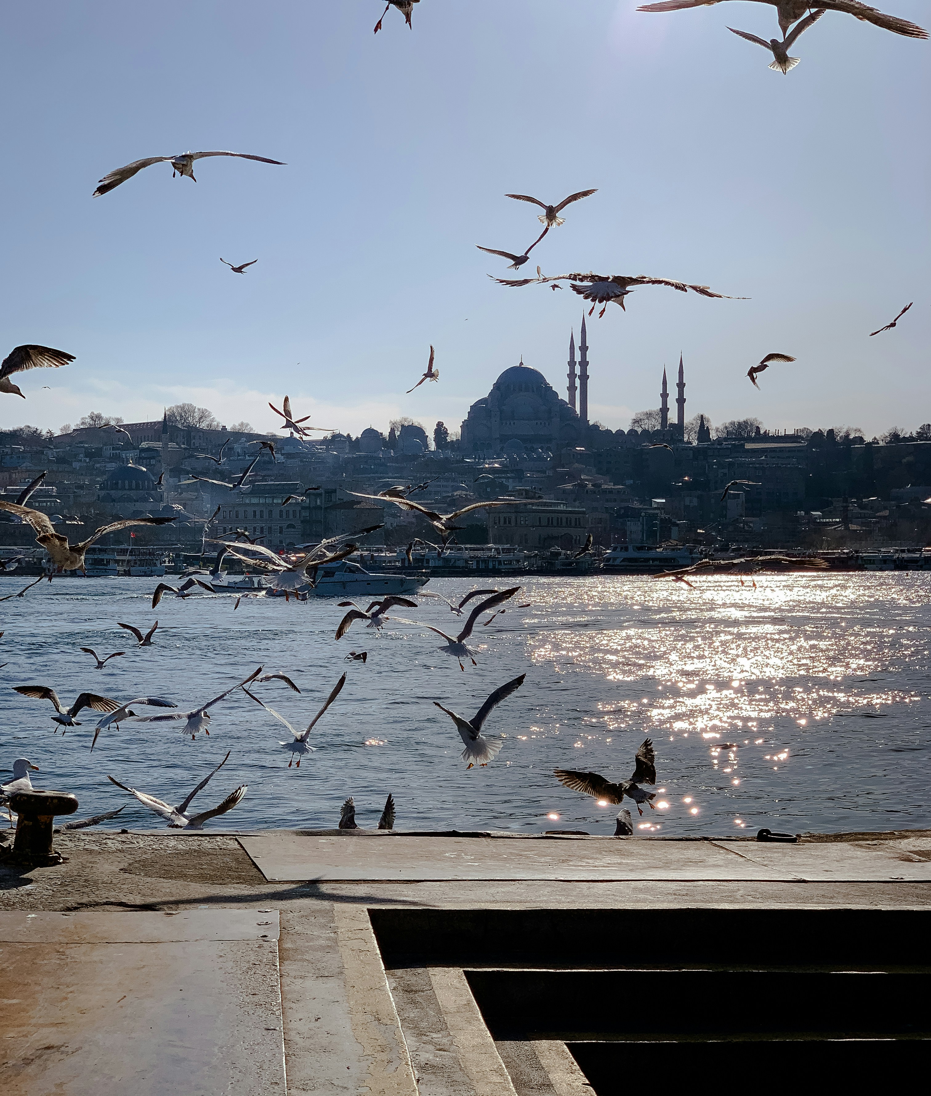 Gulls over the Bosphorus: Istanbul's skyline and minarets