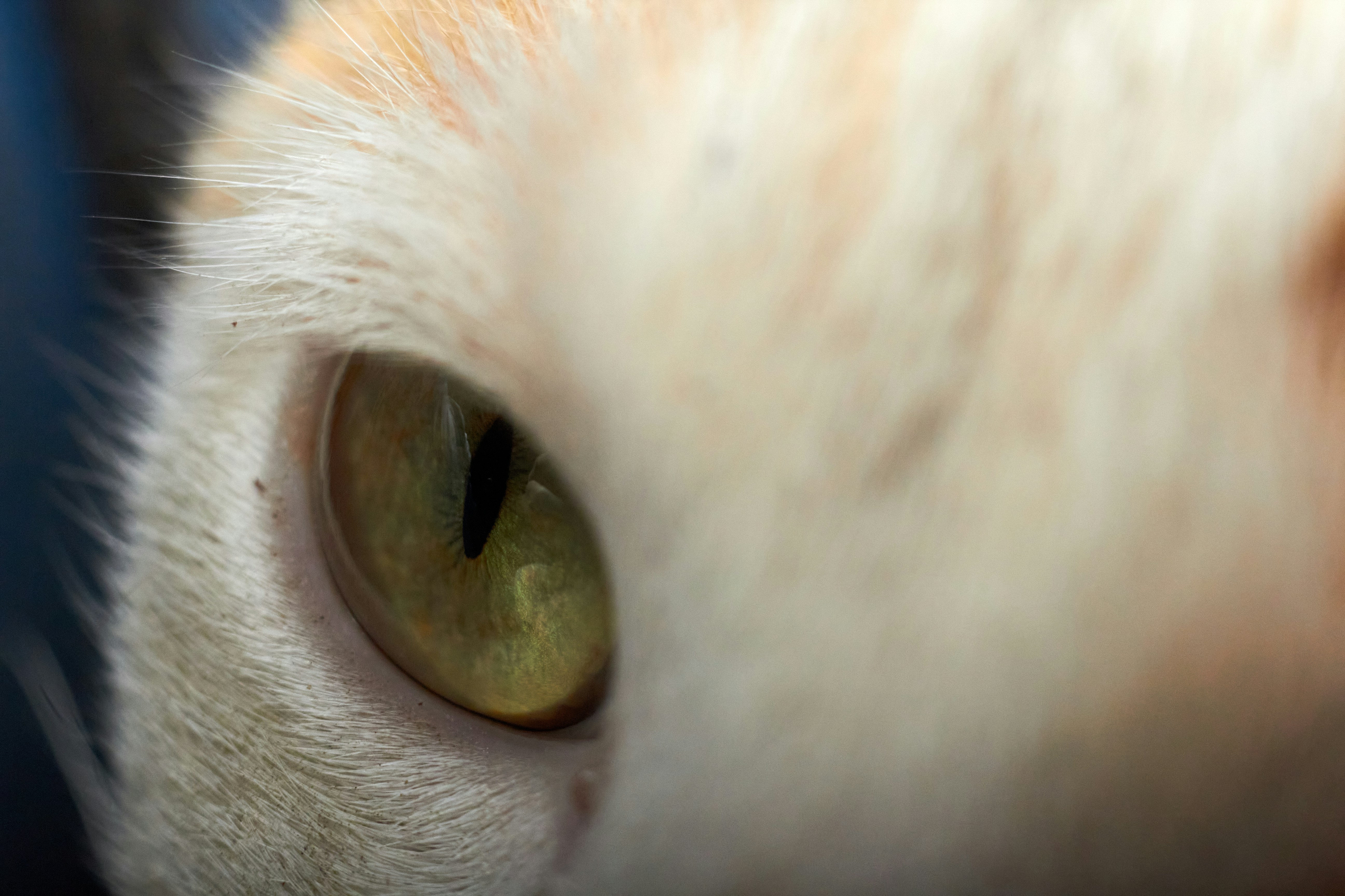 Golden Gaze: Macro Close-Up of a Cat's Eye