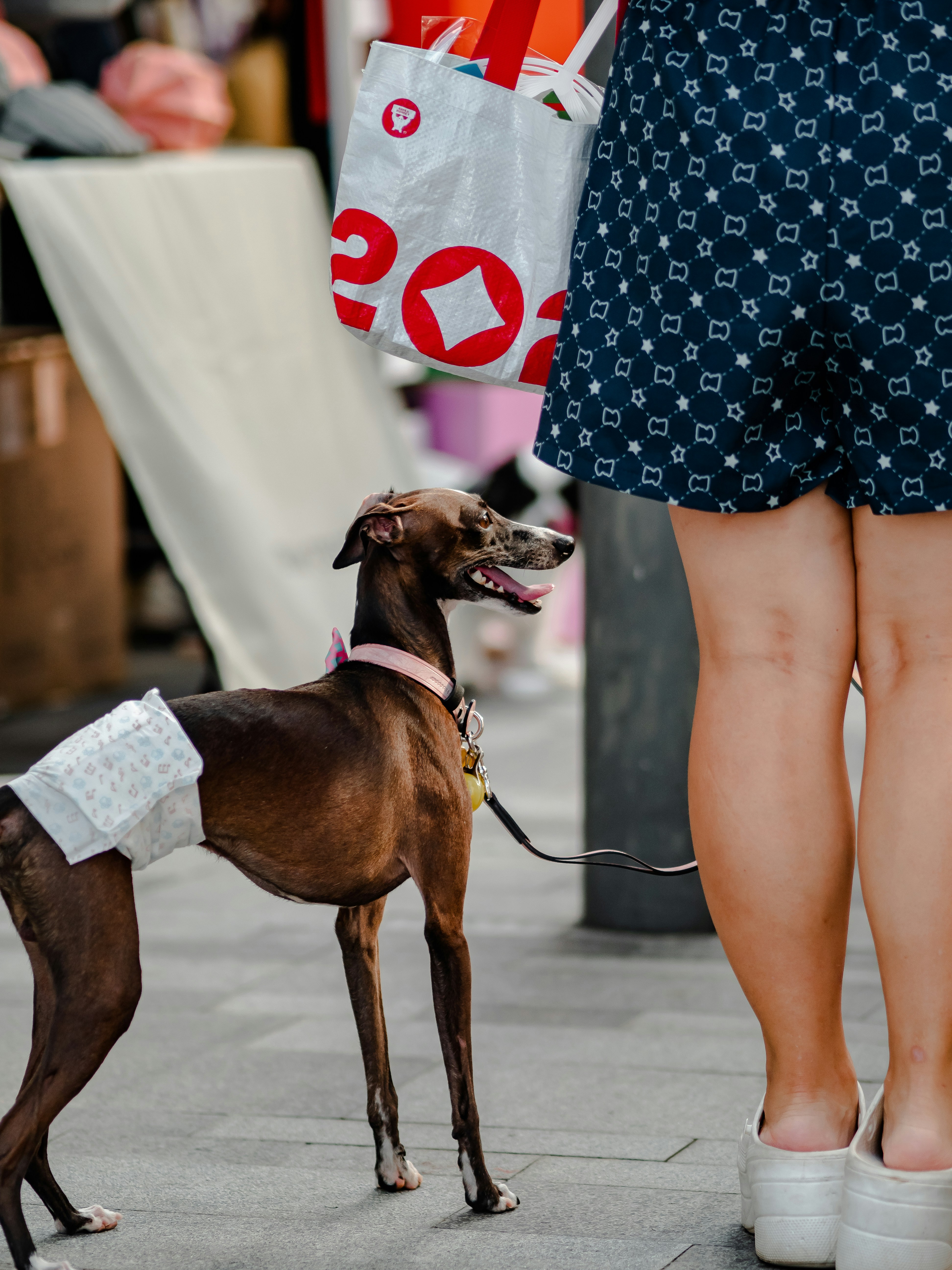 Urban cameo: a slender Italian greyhound pauses beside a shopper on a bustling sidewalk