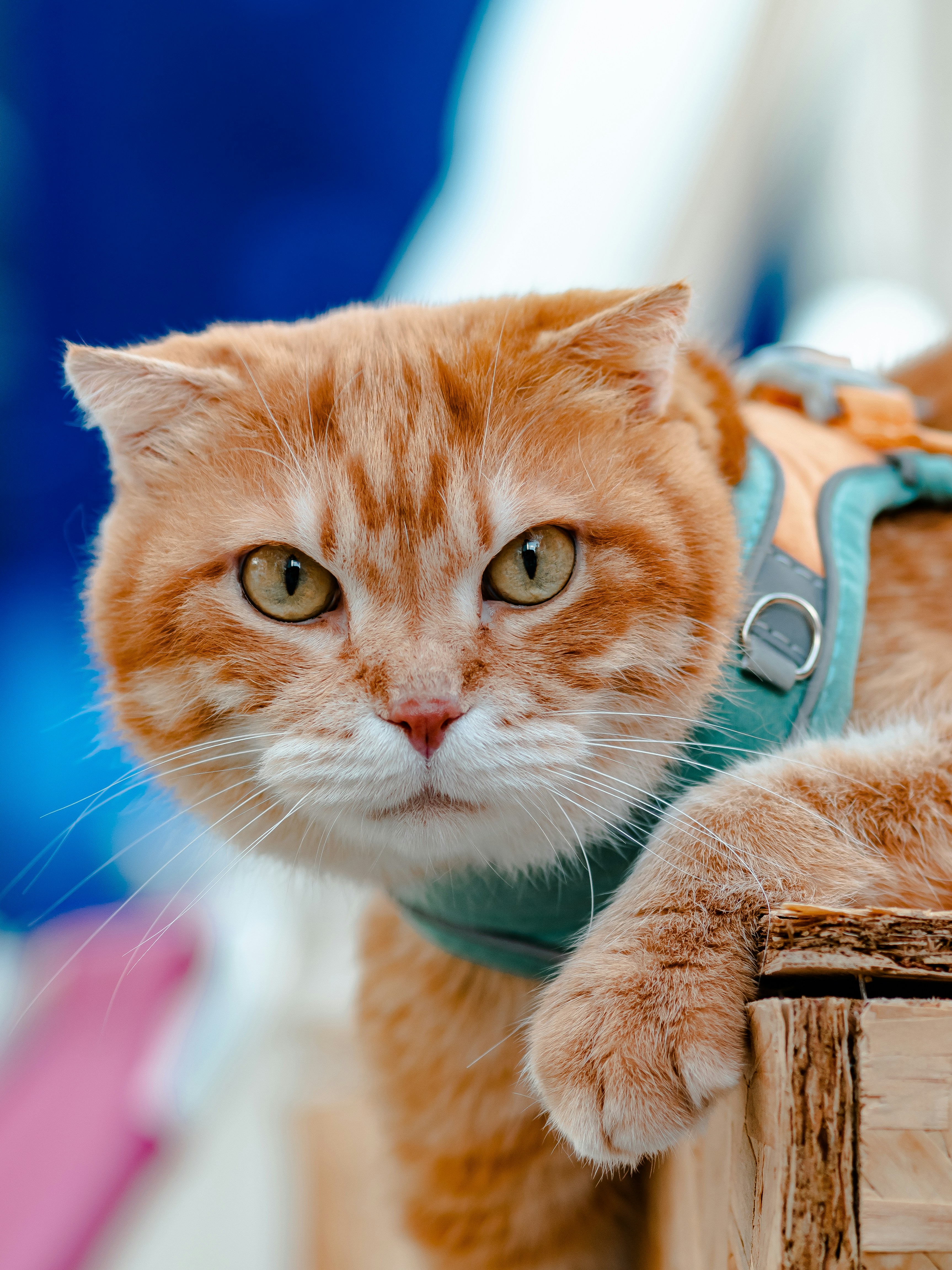 Close-up photograph of a ginger cat wearing a teal harness, resting a paw on a weathered wooden edge.