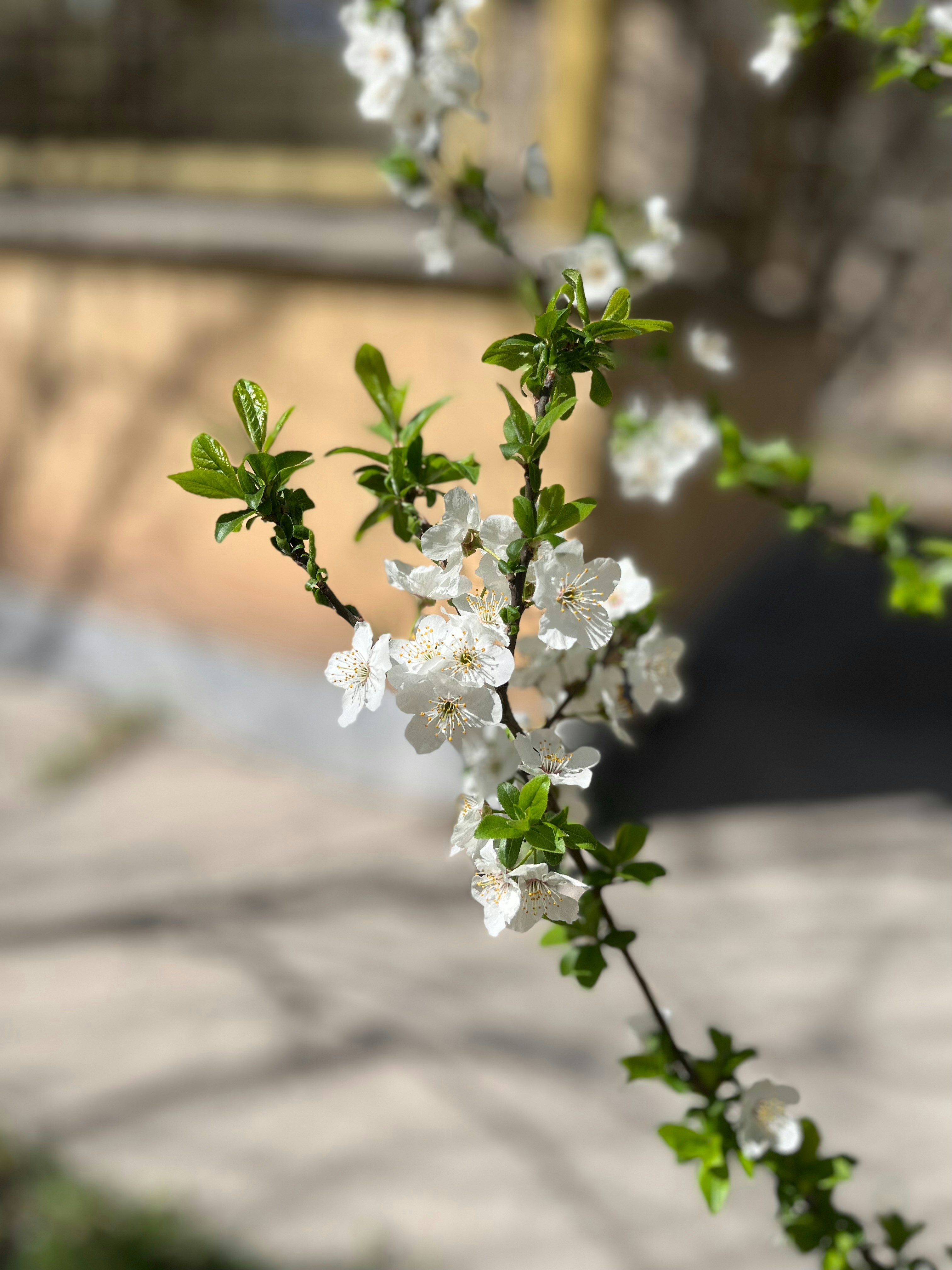 Spring’s White Ember: Delicate Blossoms on a Sunlit Branch