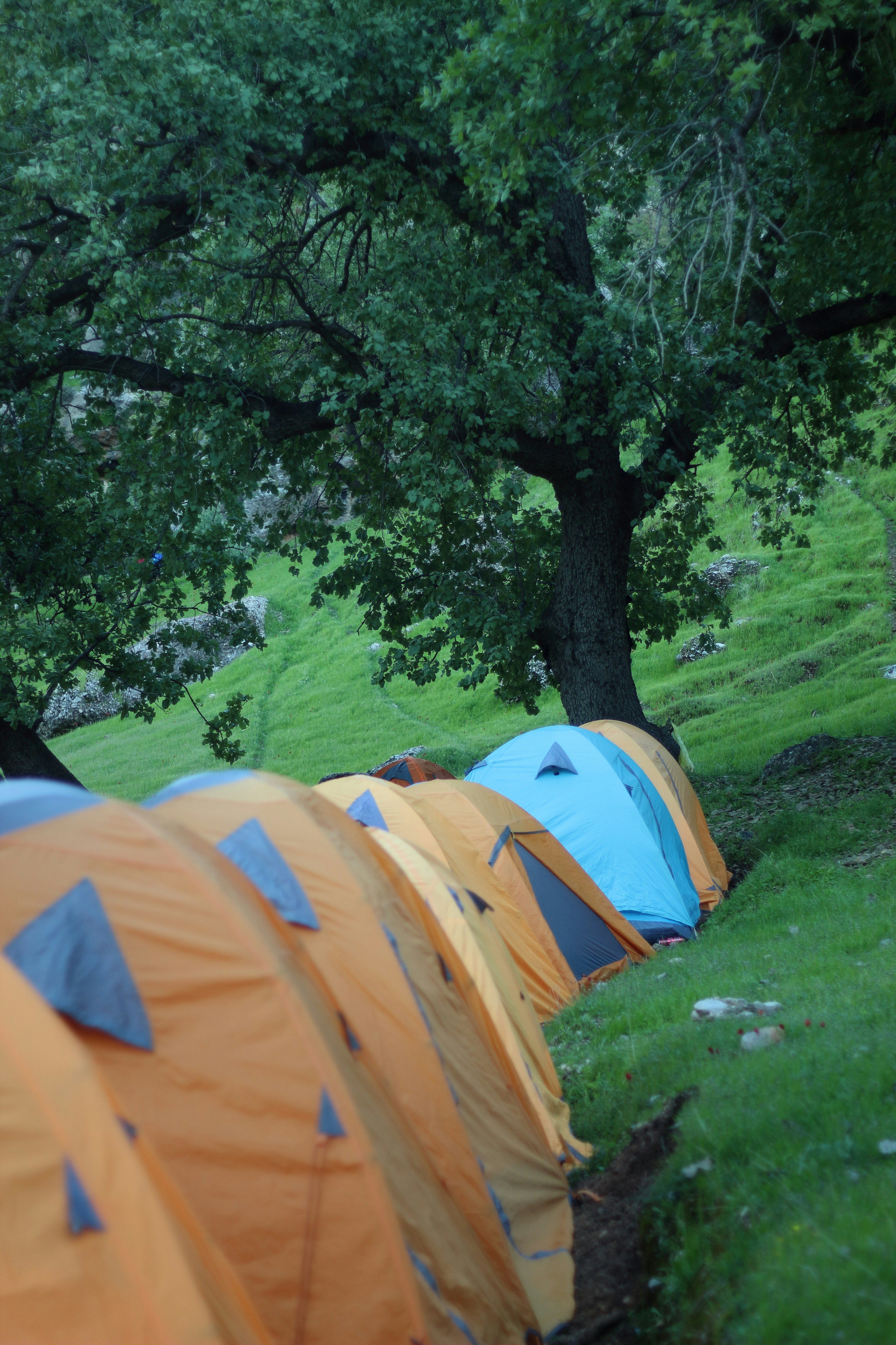 A group of tents set up under a tree photo – Free Outdoors Image on ...