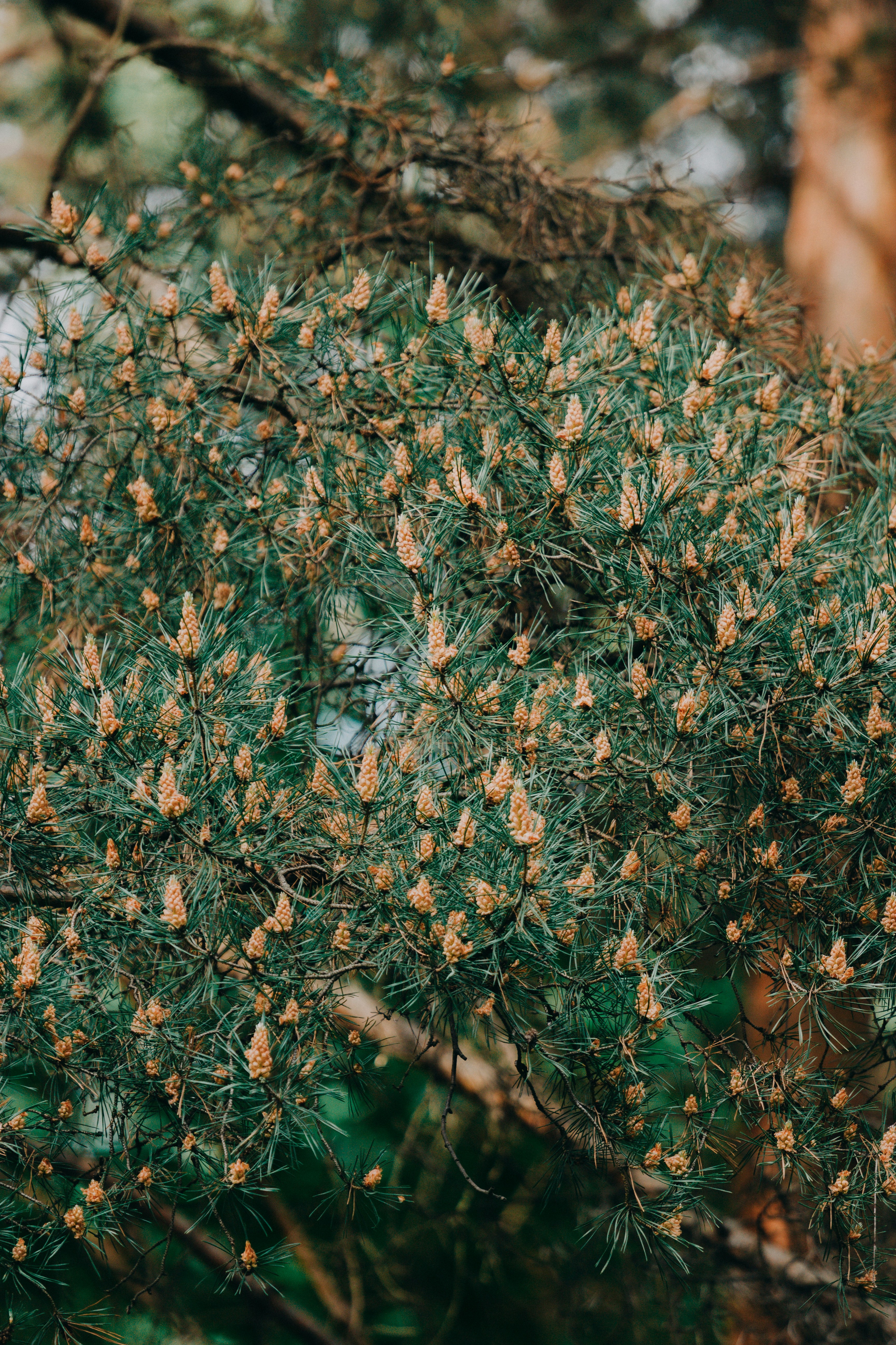 Pine Boughs in Soft Focus: Golden Sprouts Among Green Needles