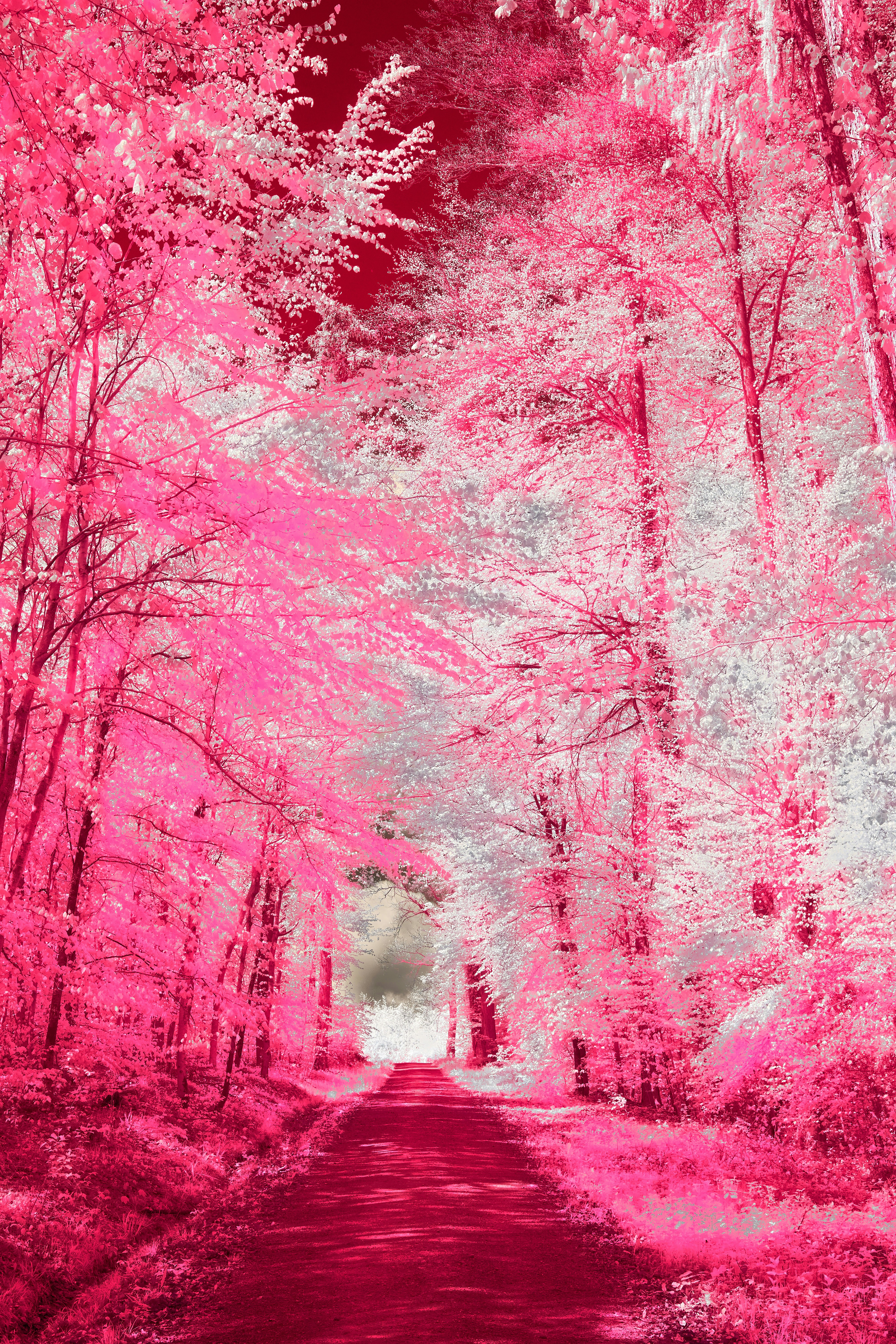 Une photo rouge et blanche d’une route entourée d’arbres photo – Photo ...