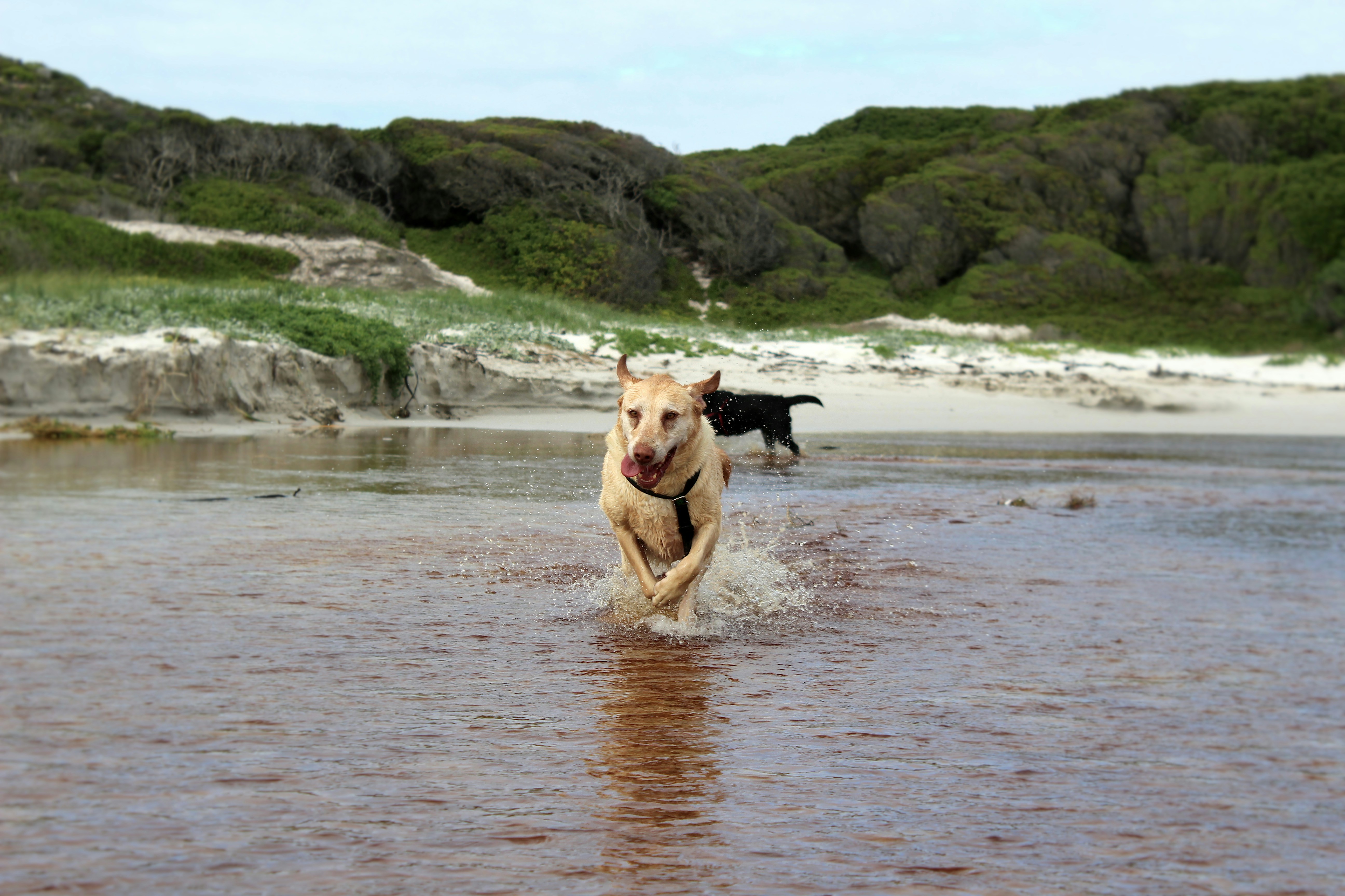 Mid-Sprint on the Tidal Run: A Golden Retriever Leads the Splash