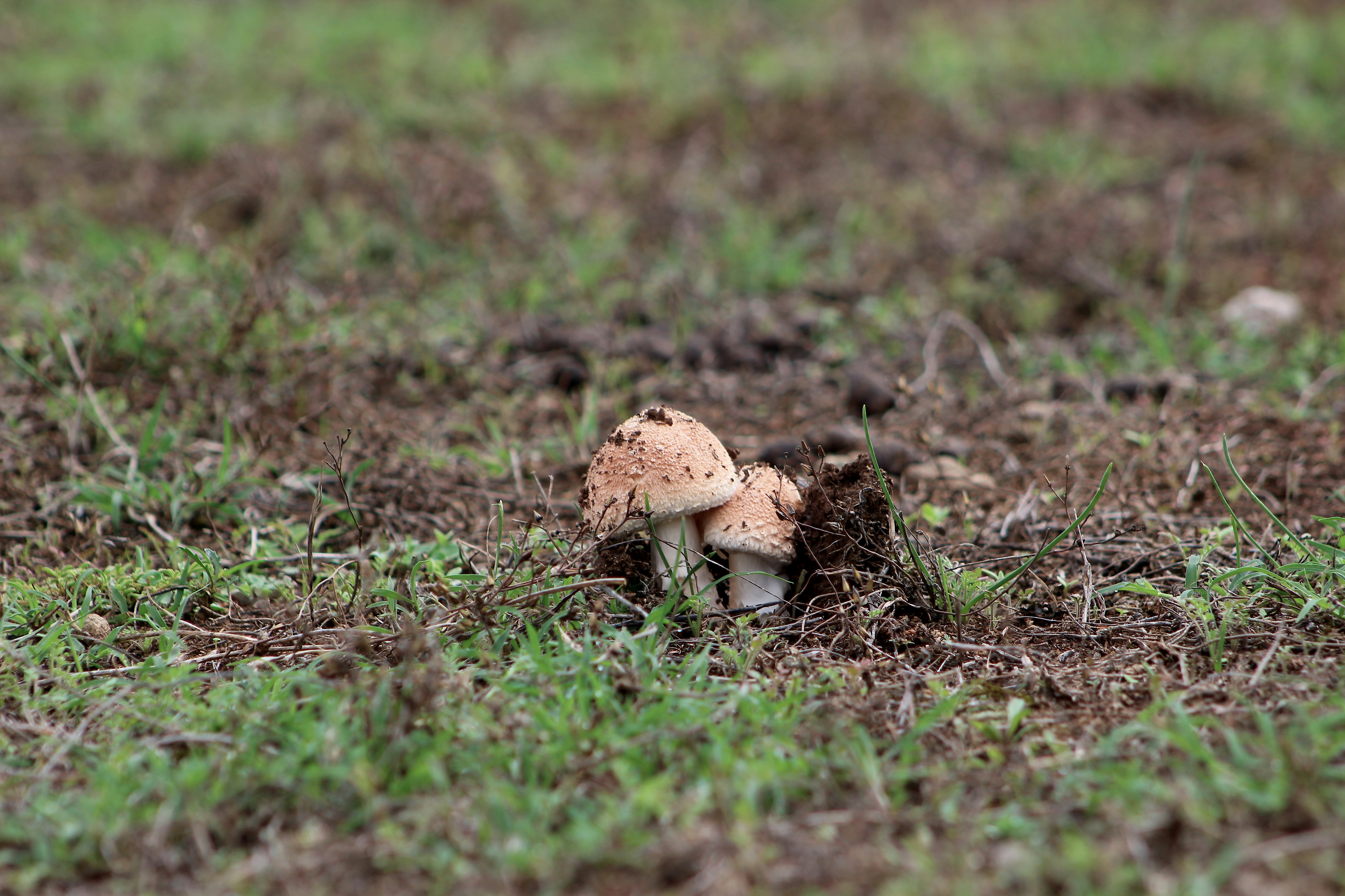 Three Tan Mushrooms Break Through a Quiet Patch of Soil