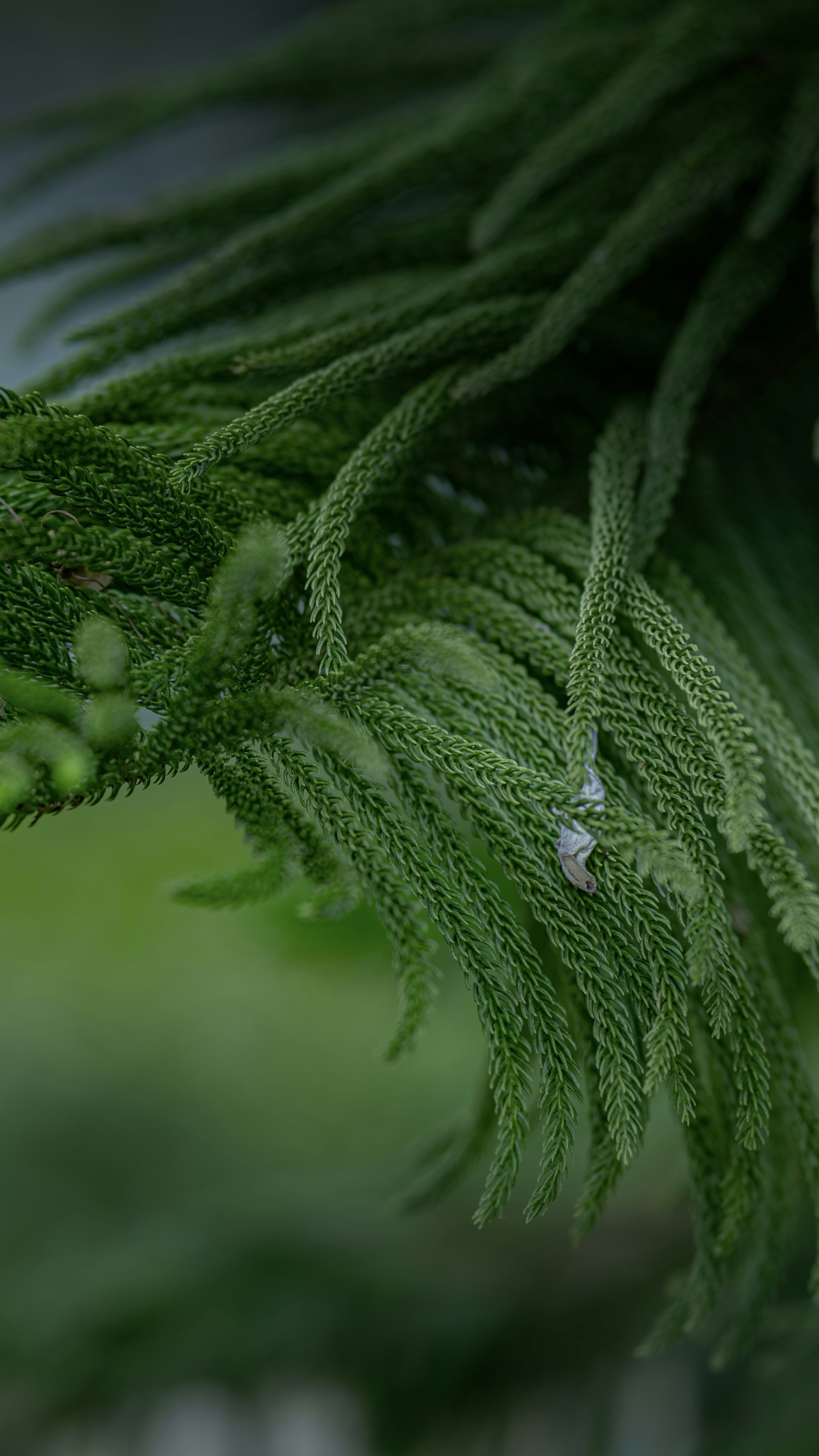 Emerald Threads: A Macro Portrait of Conifer Fronds in Quiet Light