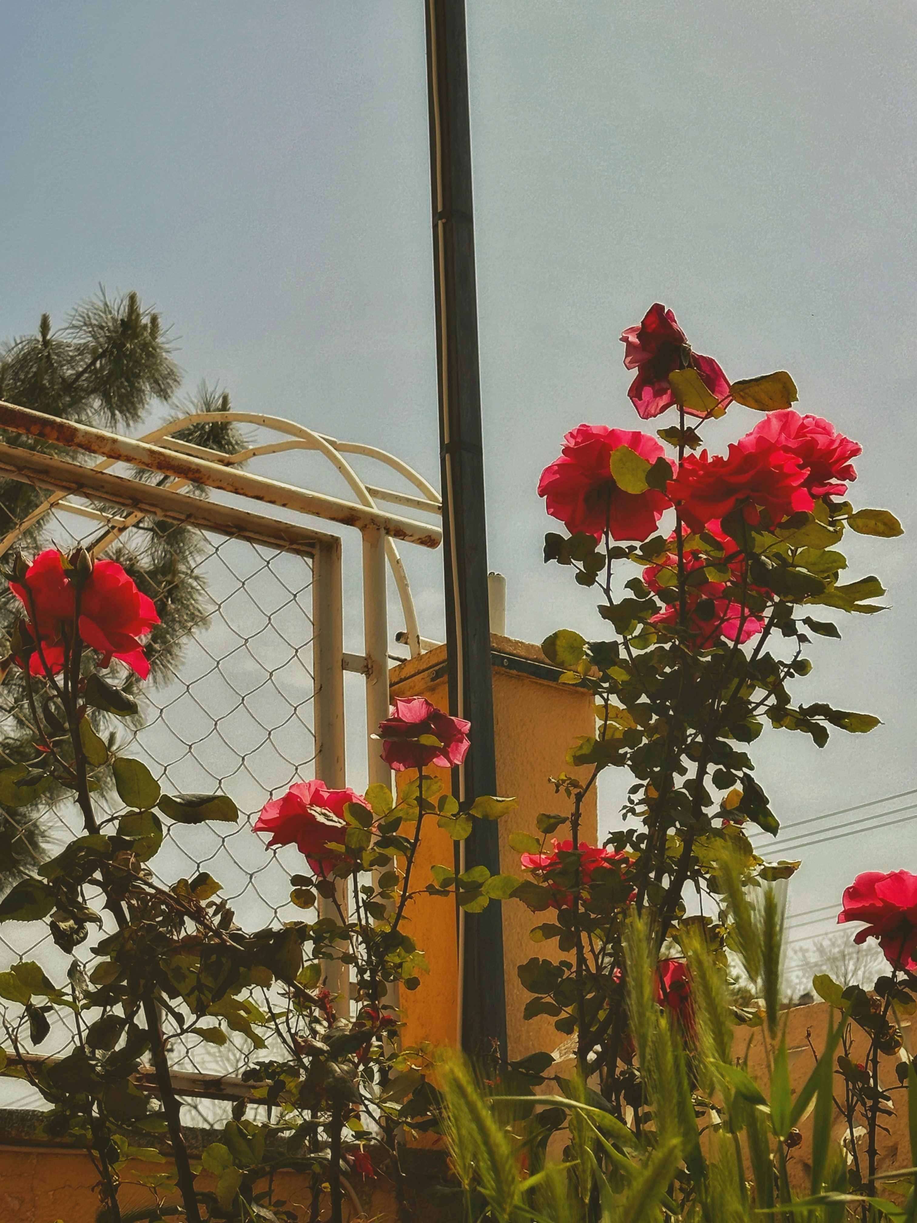 Crimson Roses Converge on a Steel Post Under a Sunny Sky