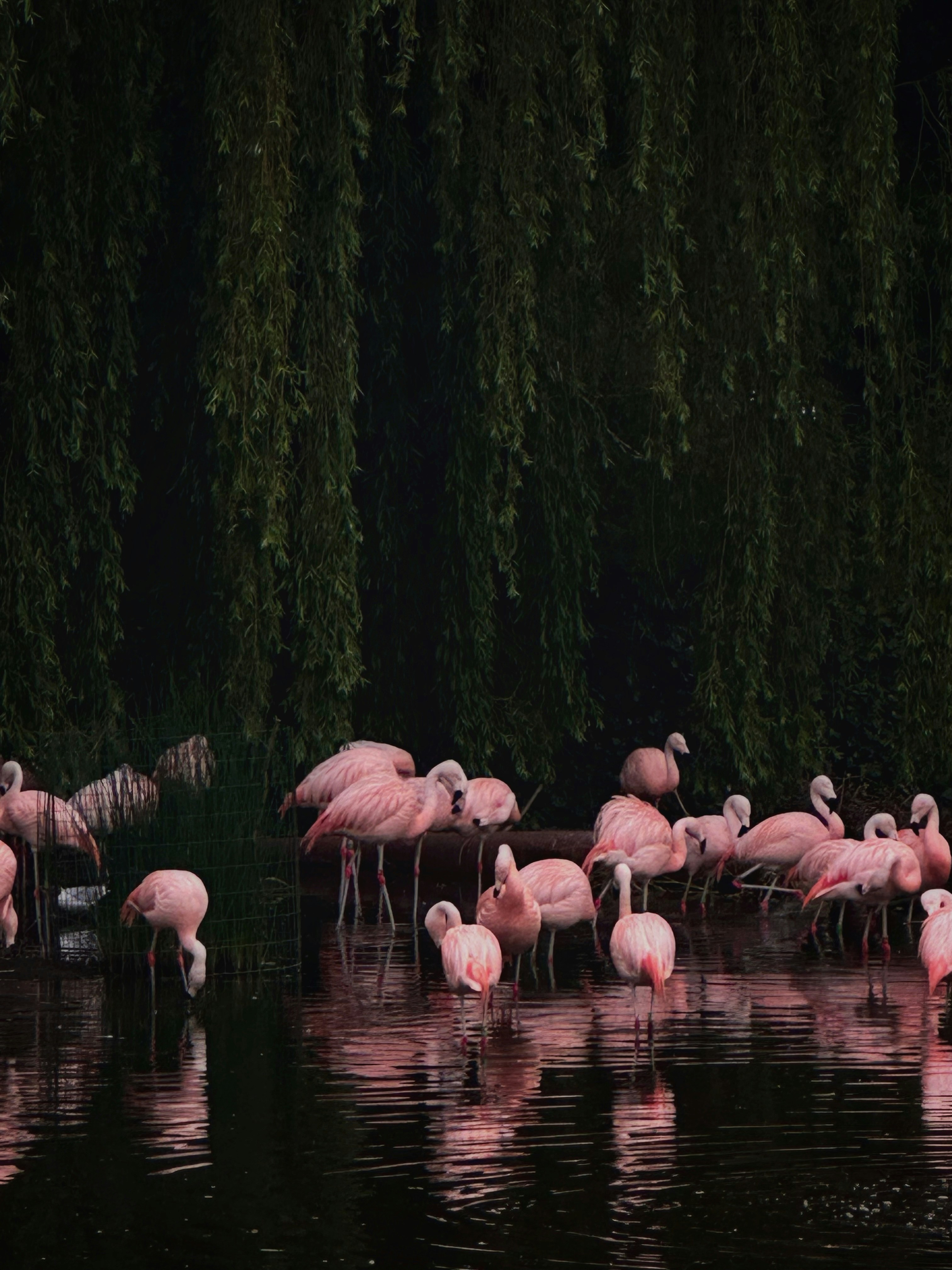 Flamingo Flock at Dusk: Rosy Shapes along a Shadowed Shore