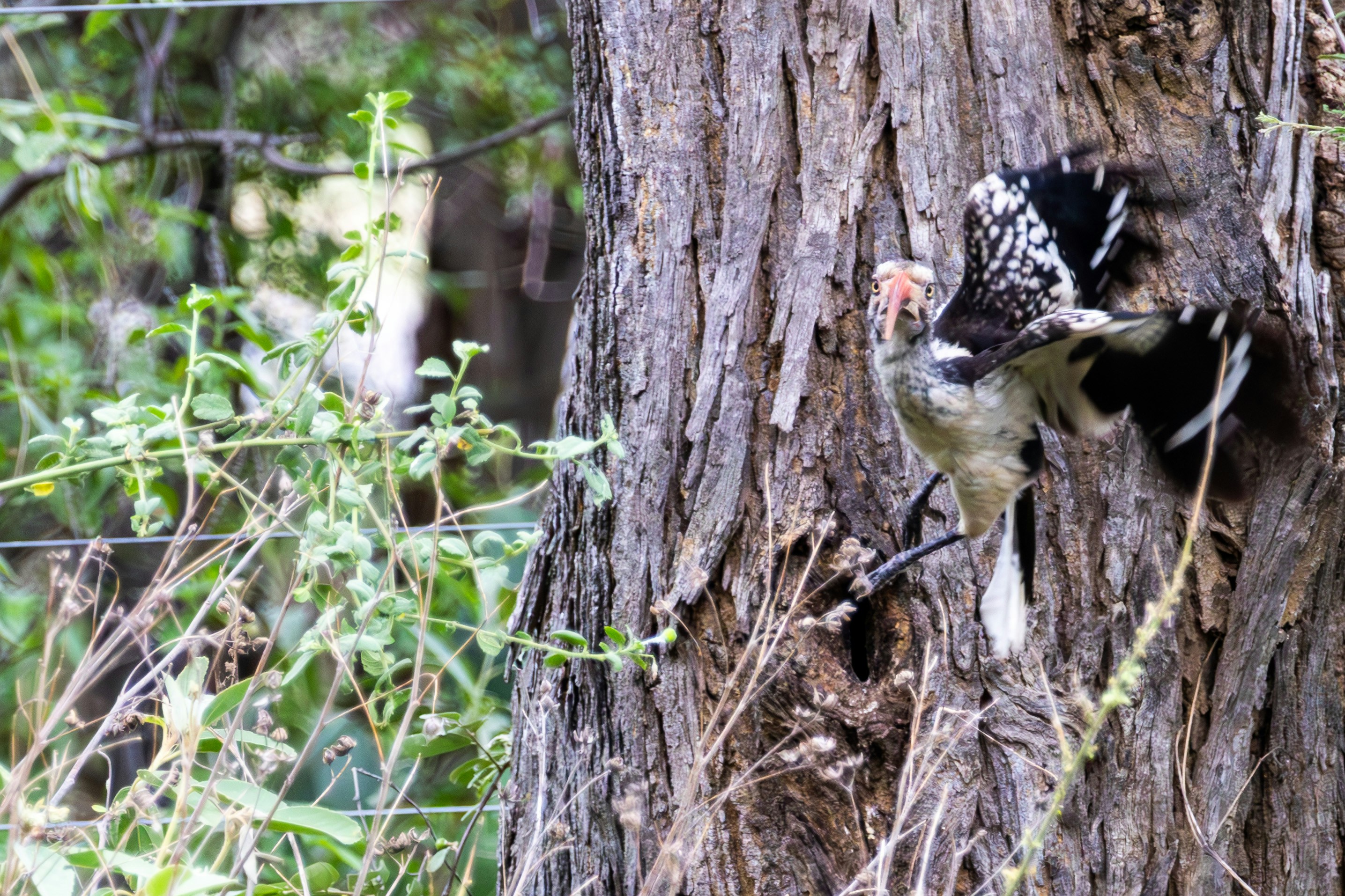 Woodland Drifter: A Woodpecker in Flight from a Barky Trunk