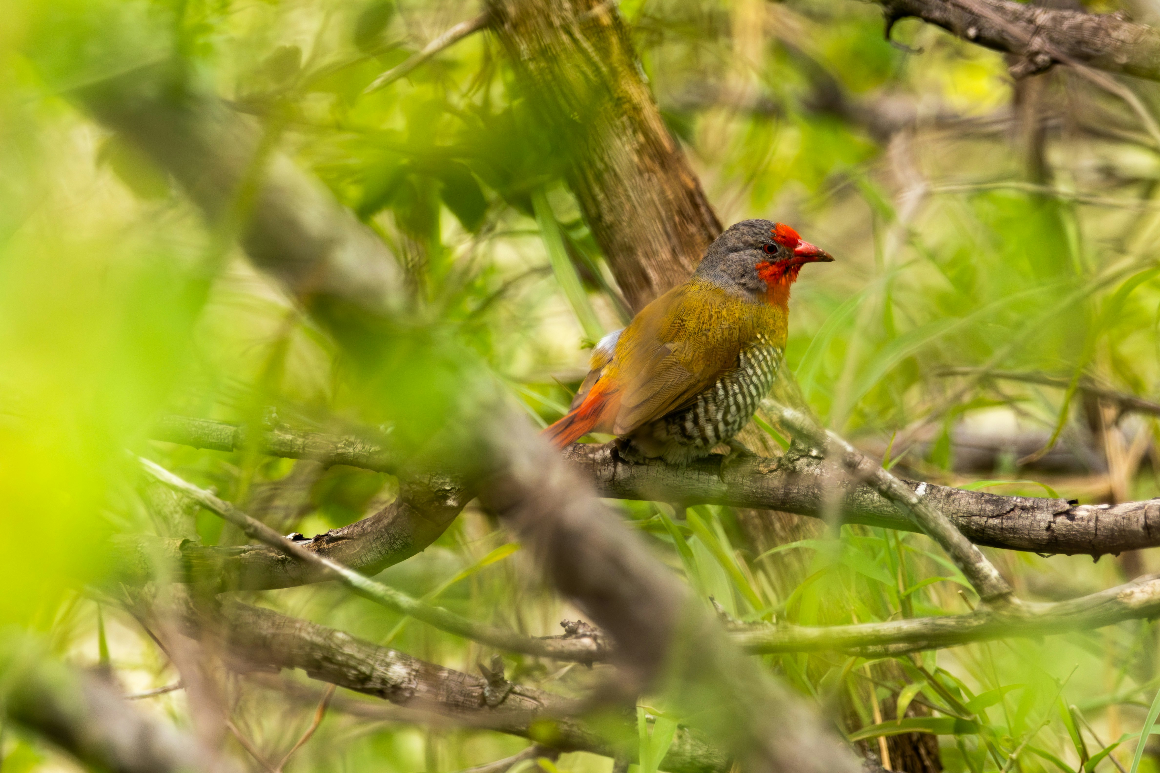 Gorgeous Green-Winged Pytilia (Melba Finch) perched among lush greenery in Hoedspruit, South Africa. The bird’s vibrant red face, olive-green wings, and black-and-white barred belly contrast beautifully with the soft, blurred foliage in the background. Its natural camouflage in the dense undergrowth highlights the bird’s elusive nature and adds a touch of mystery to this captivating image.Hendrik Prinsloo